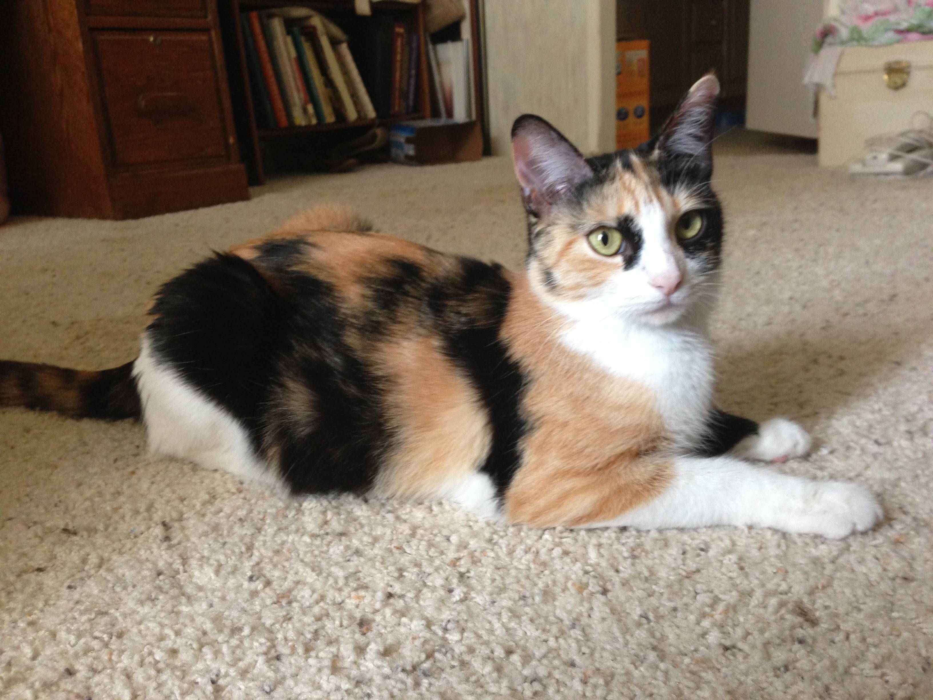 Calico cat