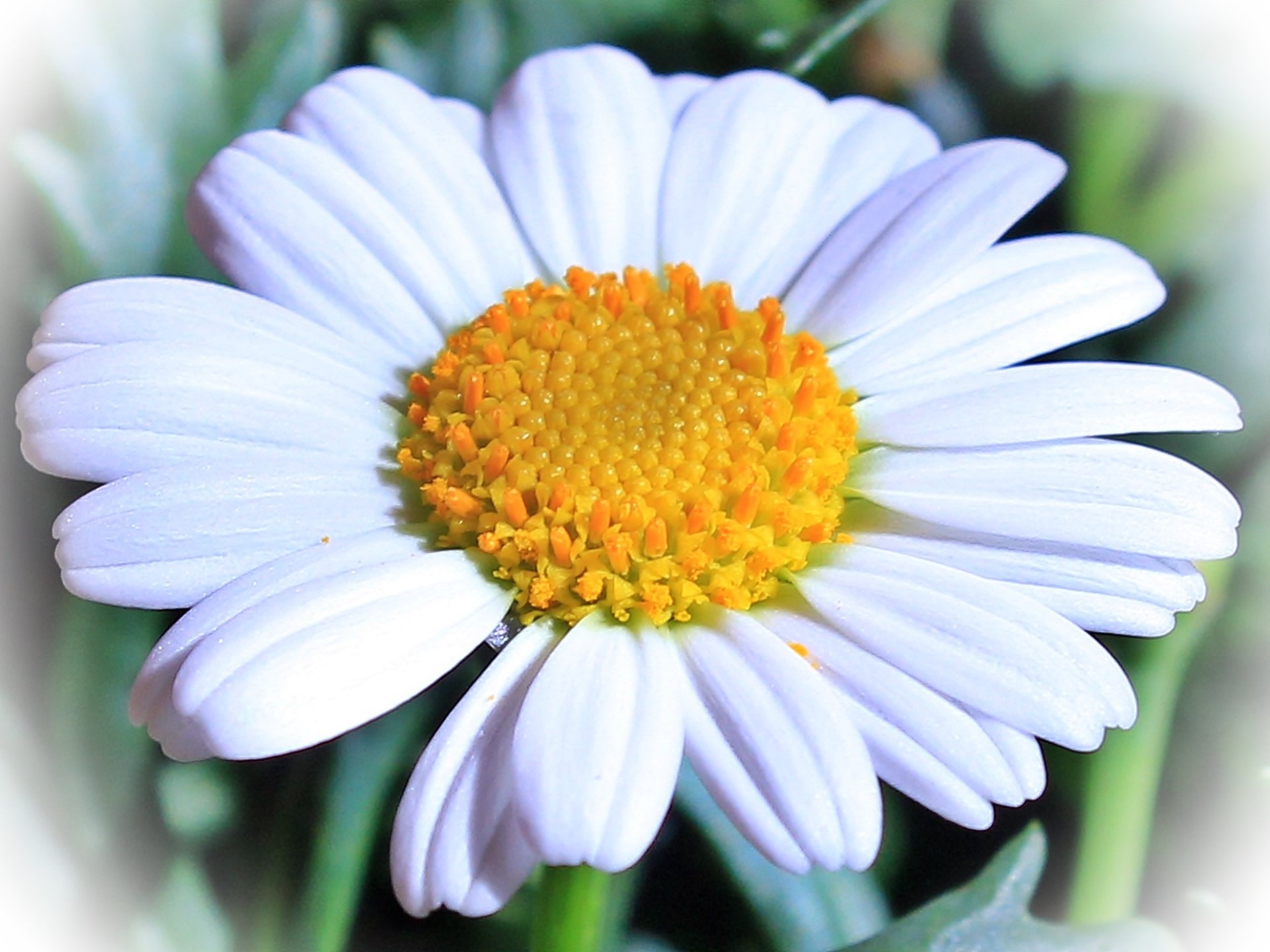 Download White Flower Petal Flower Nature Daisy HD Wallpaper