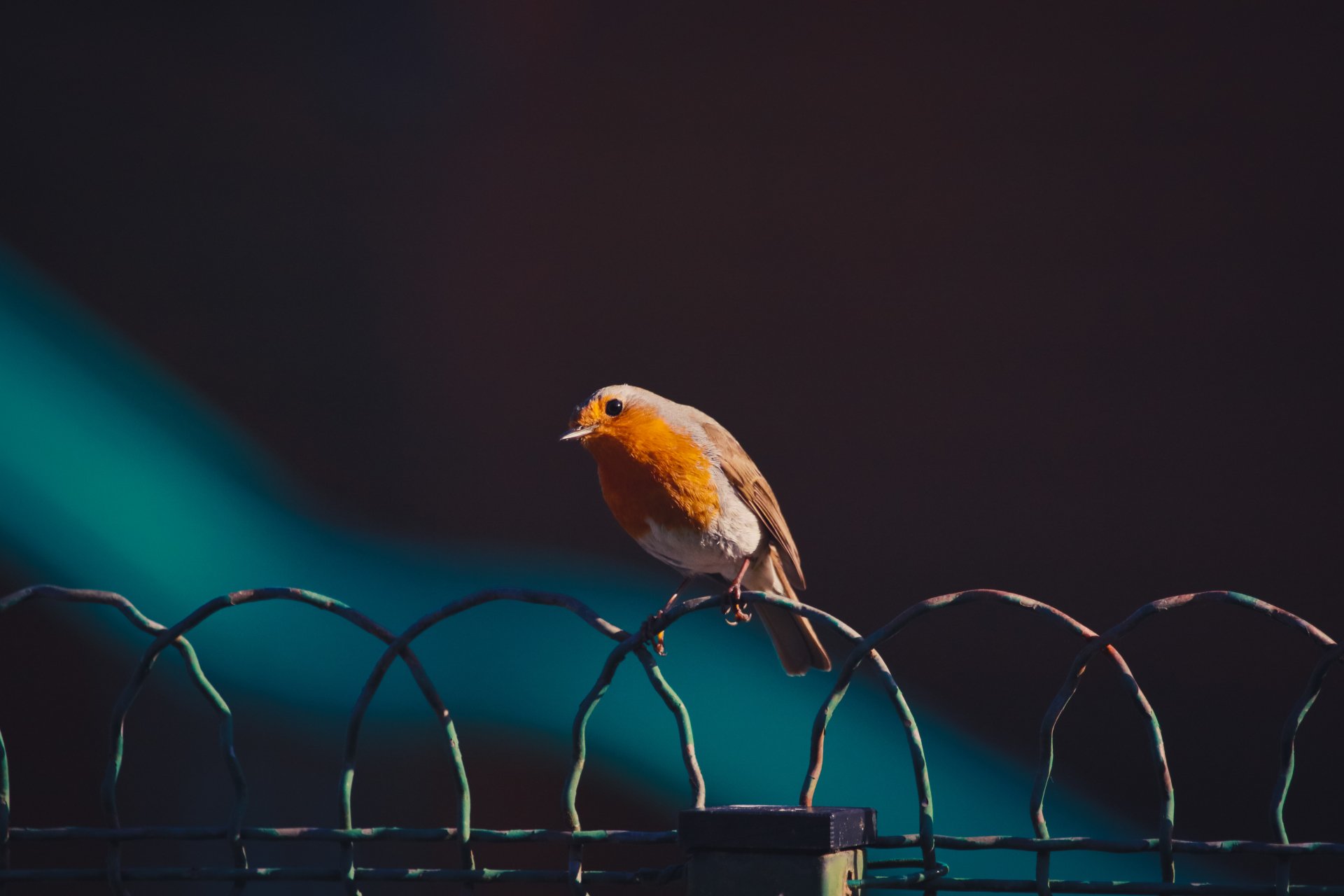 Download Bird Animal Robin 4k Ultra HD Wallpaper