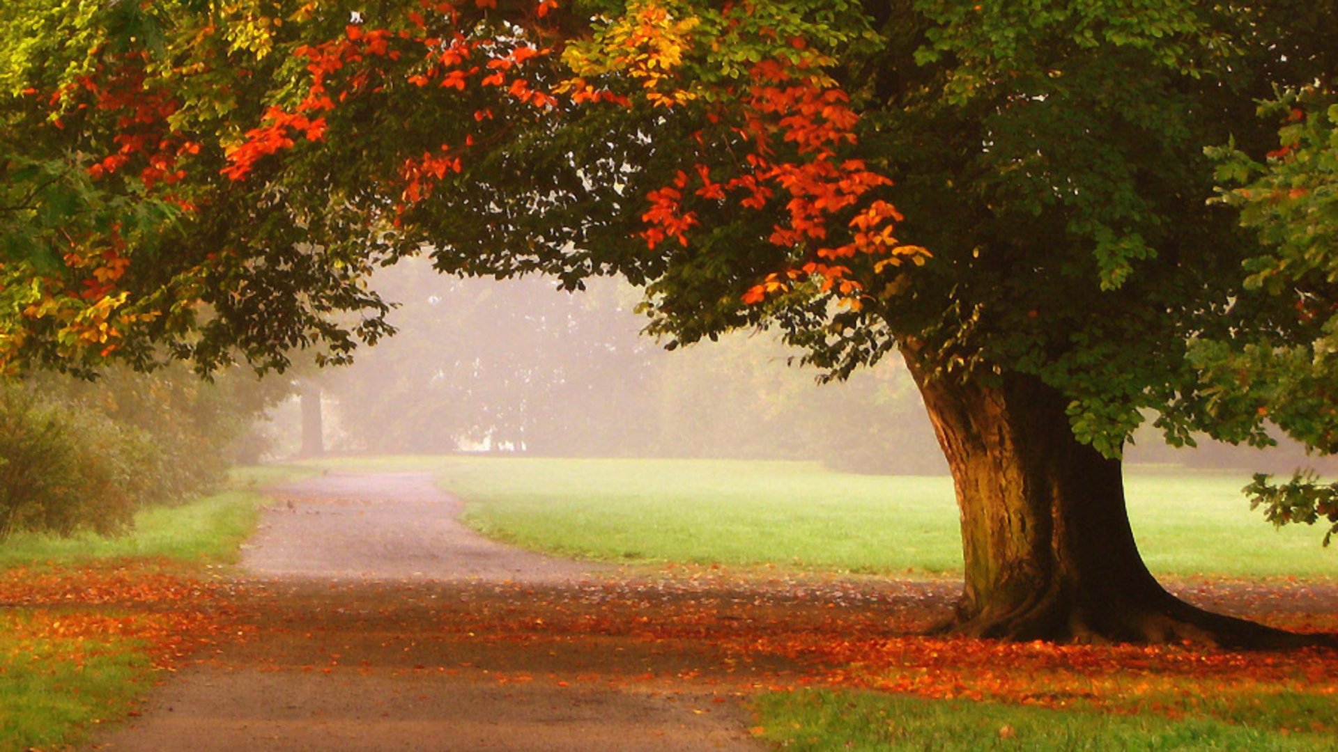 Download Leaf Fall Nature Tree HD Wallpaper