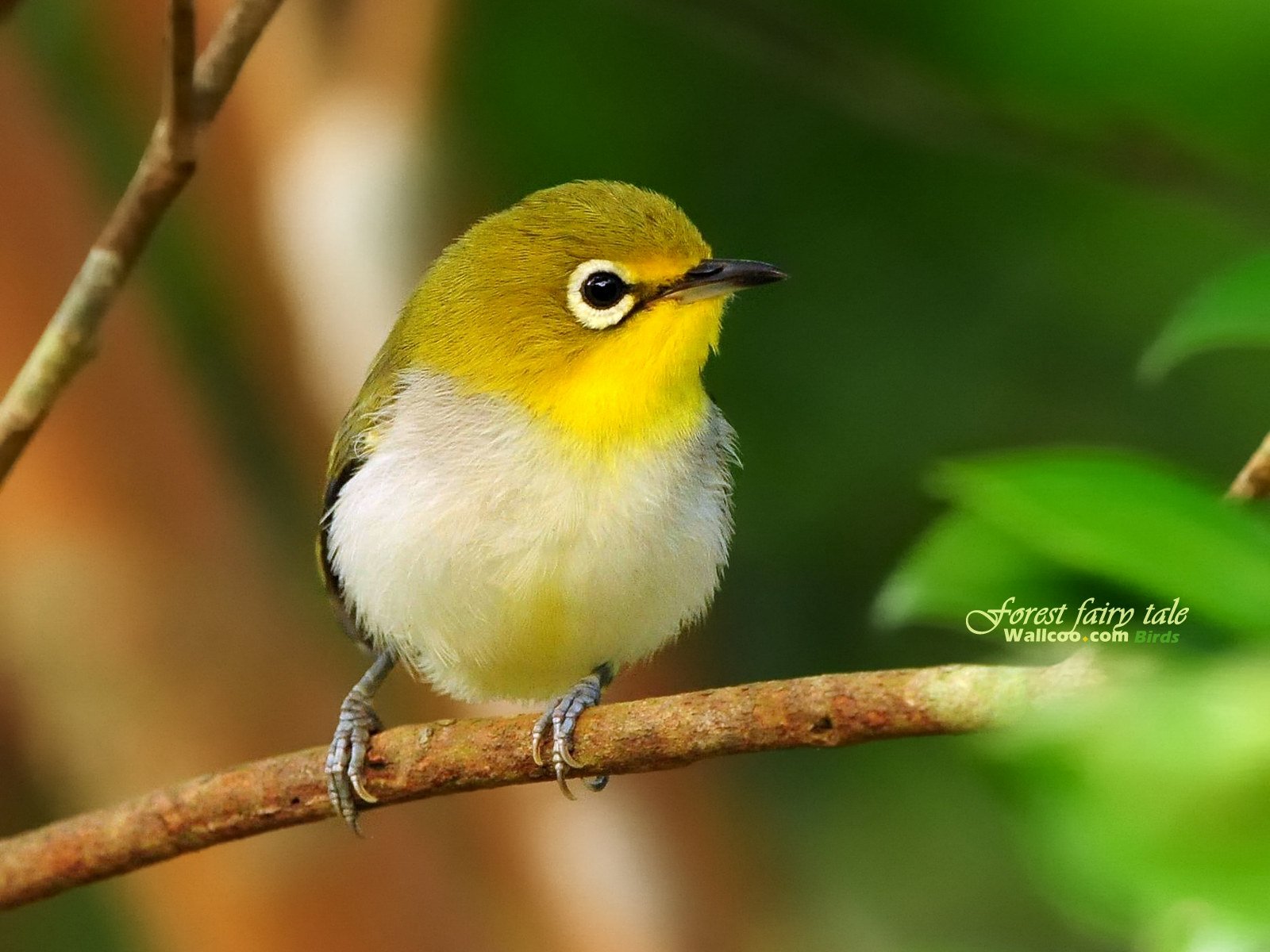 Download White-eyed Virio Animal White-eye Wallpaper