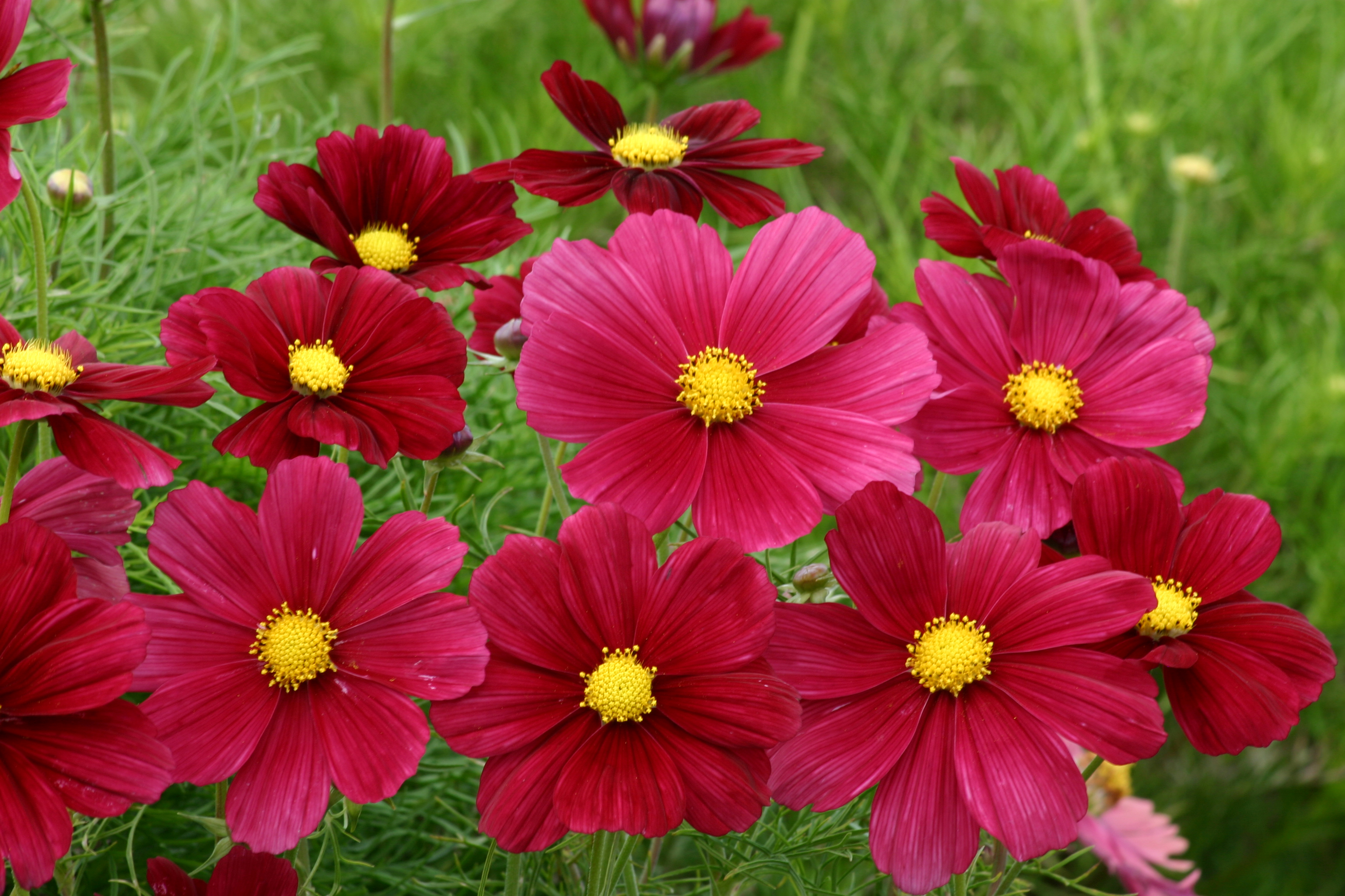 Download Red Flower Flower Nature Cosmos (Plant) HD Wallpaper