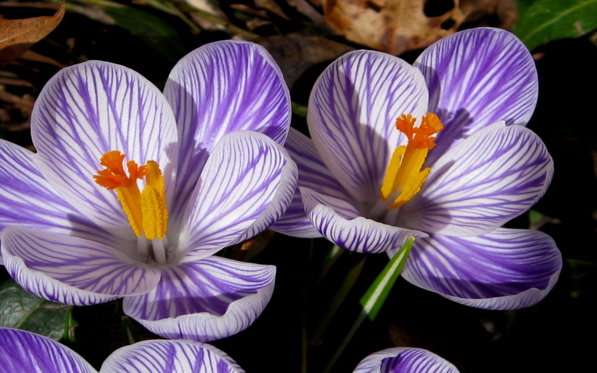 Download Purple Flower Close-up Nature Crocus HD Wallpaper | 2560x1600 ...
