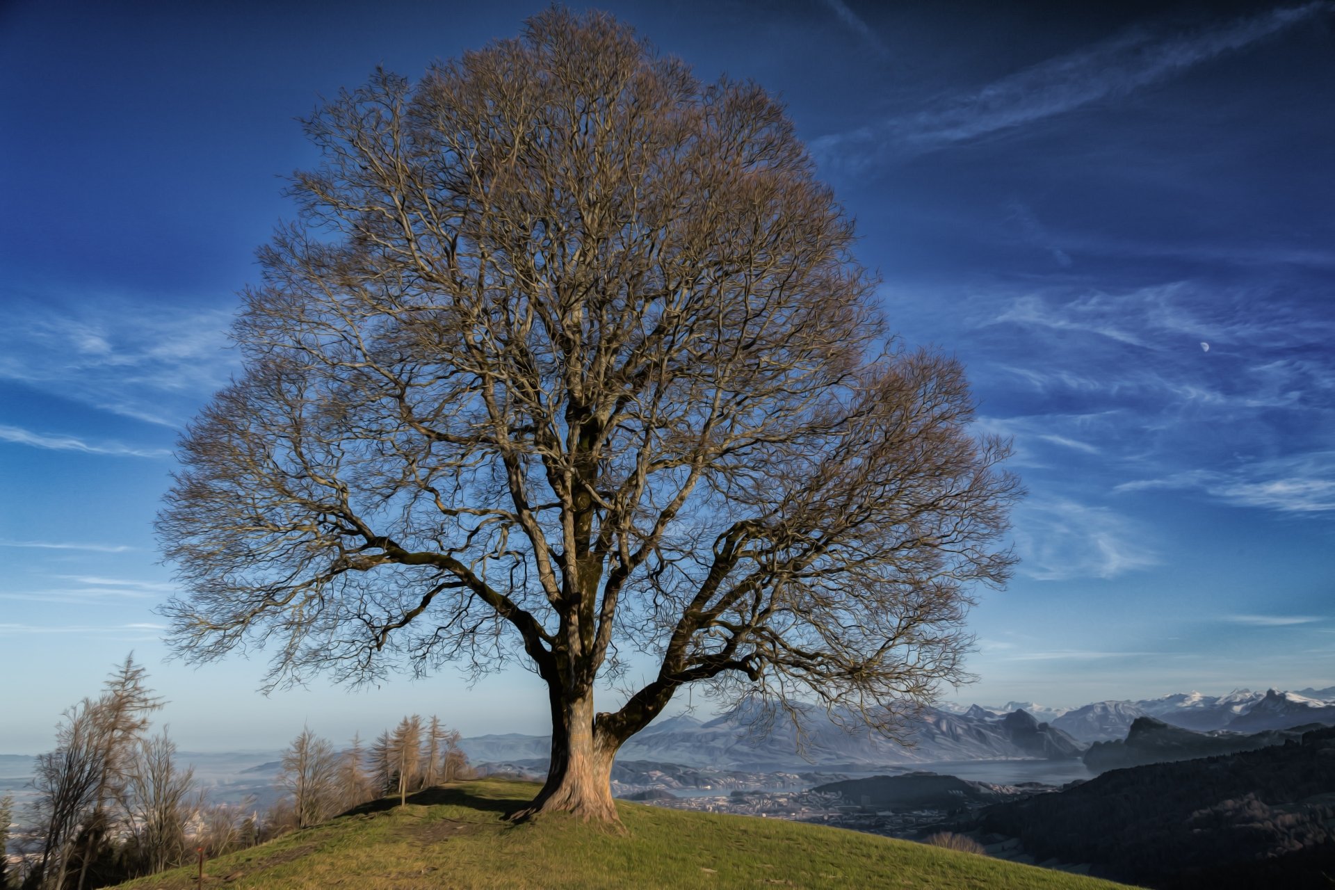 5K Ultra HD: Lone Tree on Mountain Ridge by Boenz