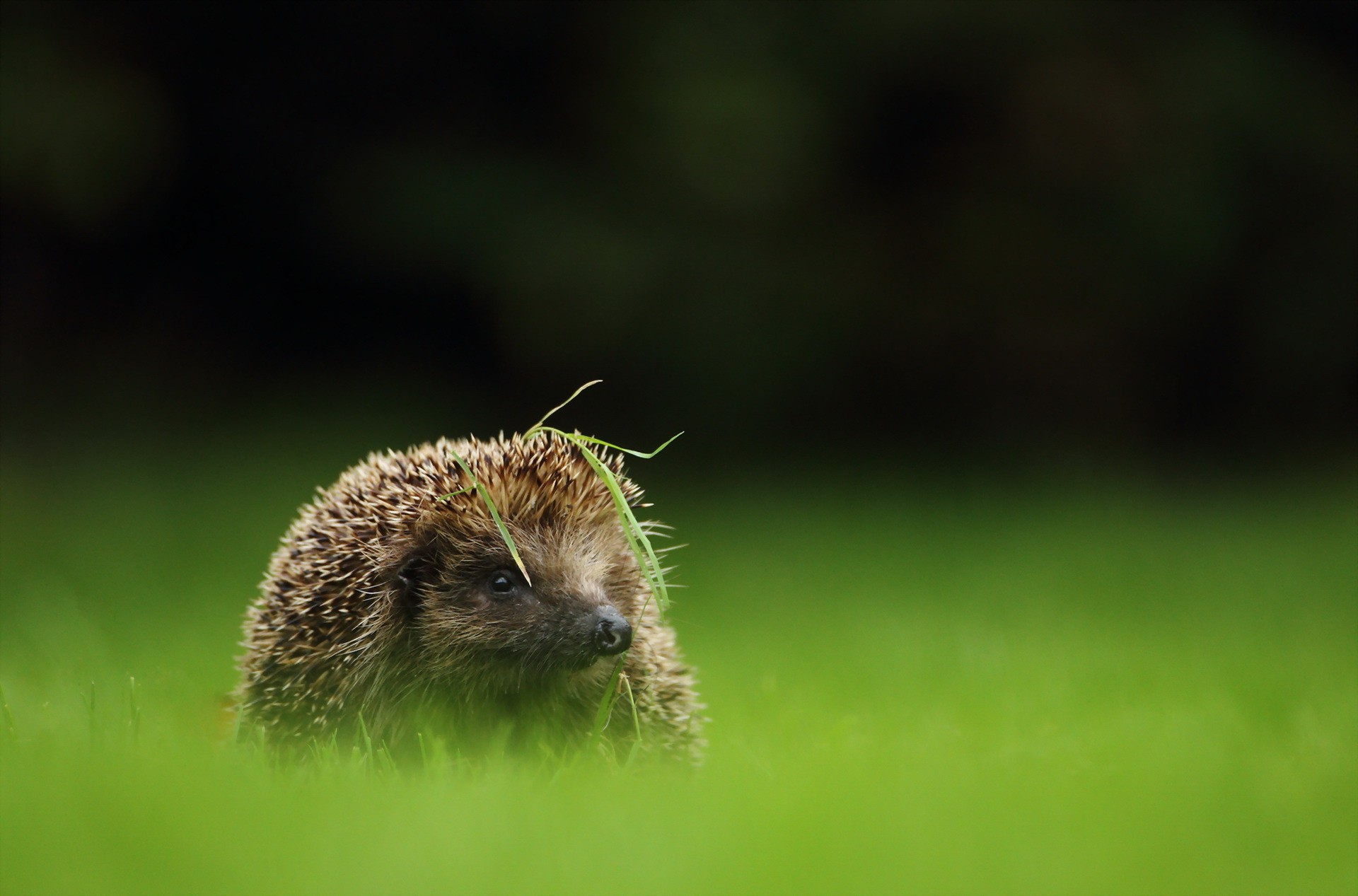 Download Animal Hedgehog HD Wallpaper