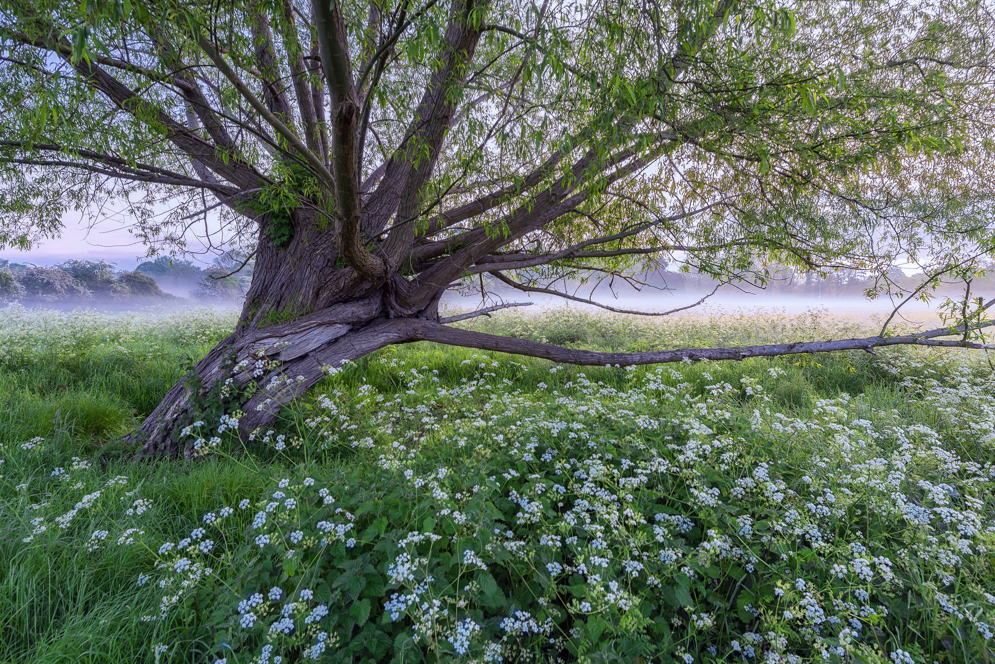 Download Field Flower Spring Nature Tree HD Wallpaper