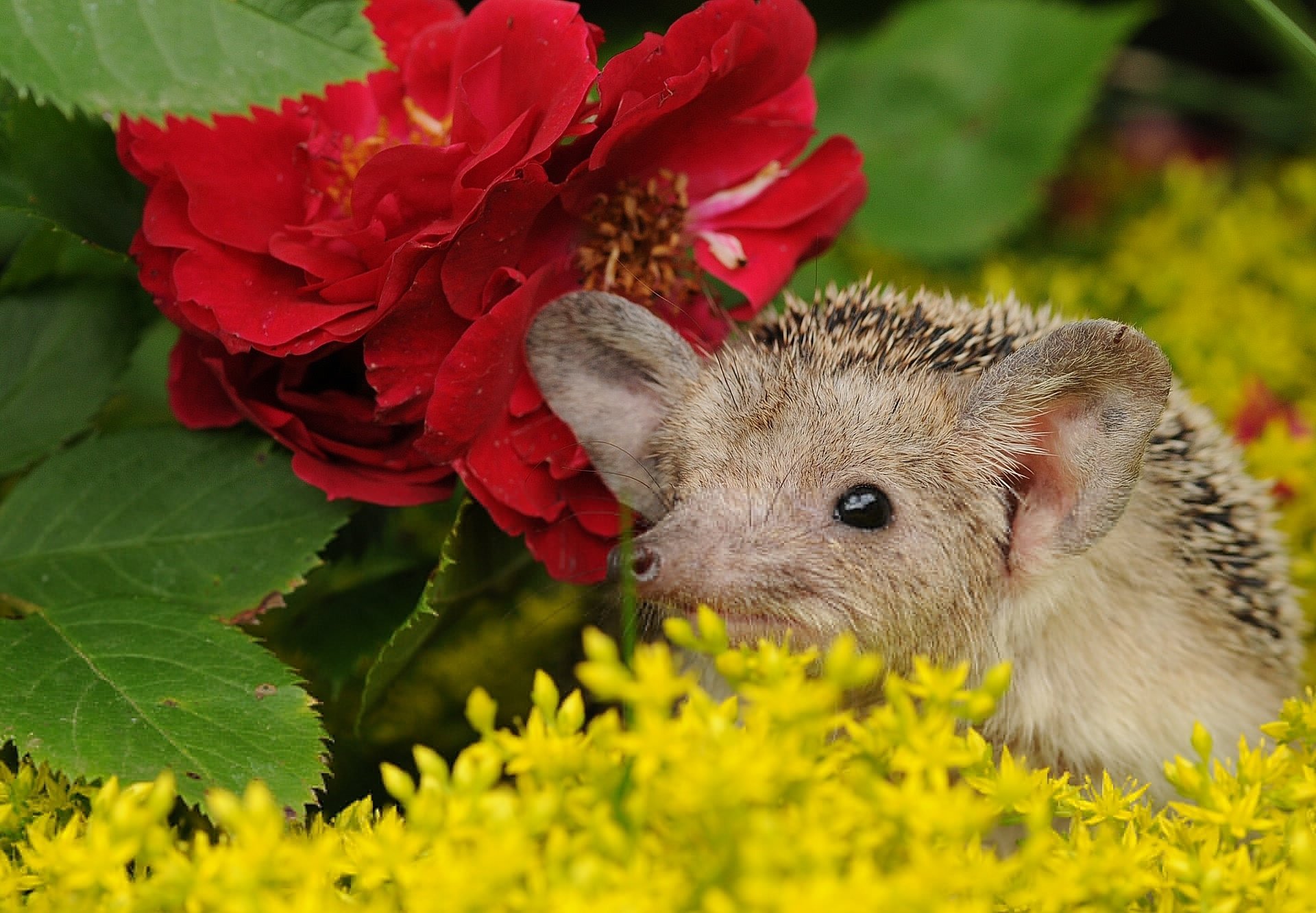 Download Red Flower Flower Animal Hedgehog HD Wallpaper