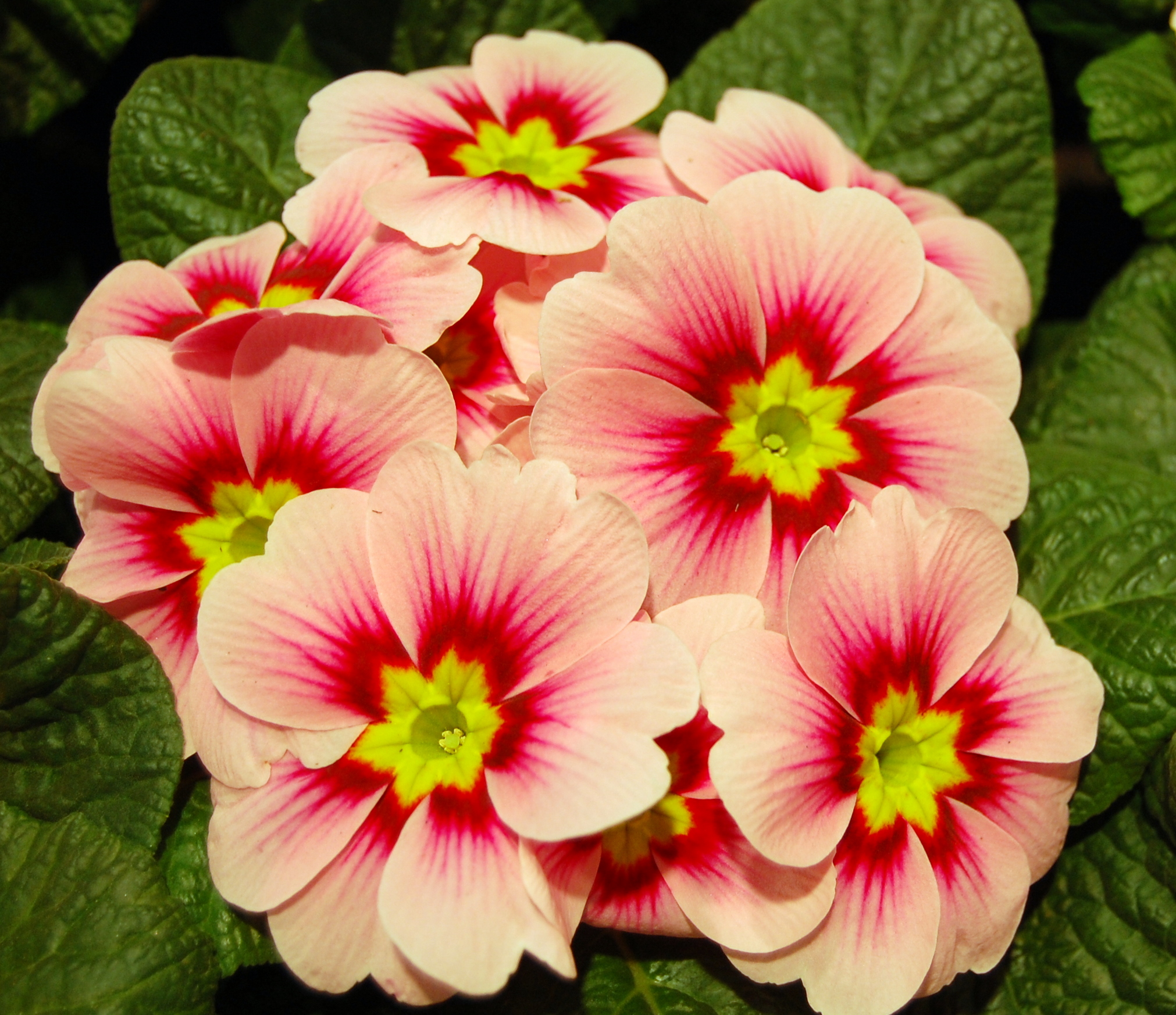 Primula HD Wallpaper