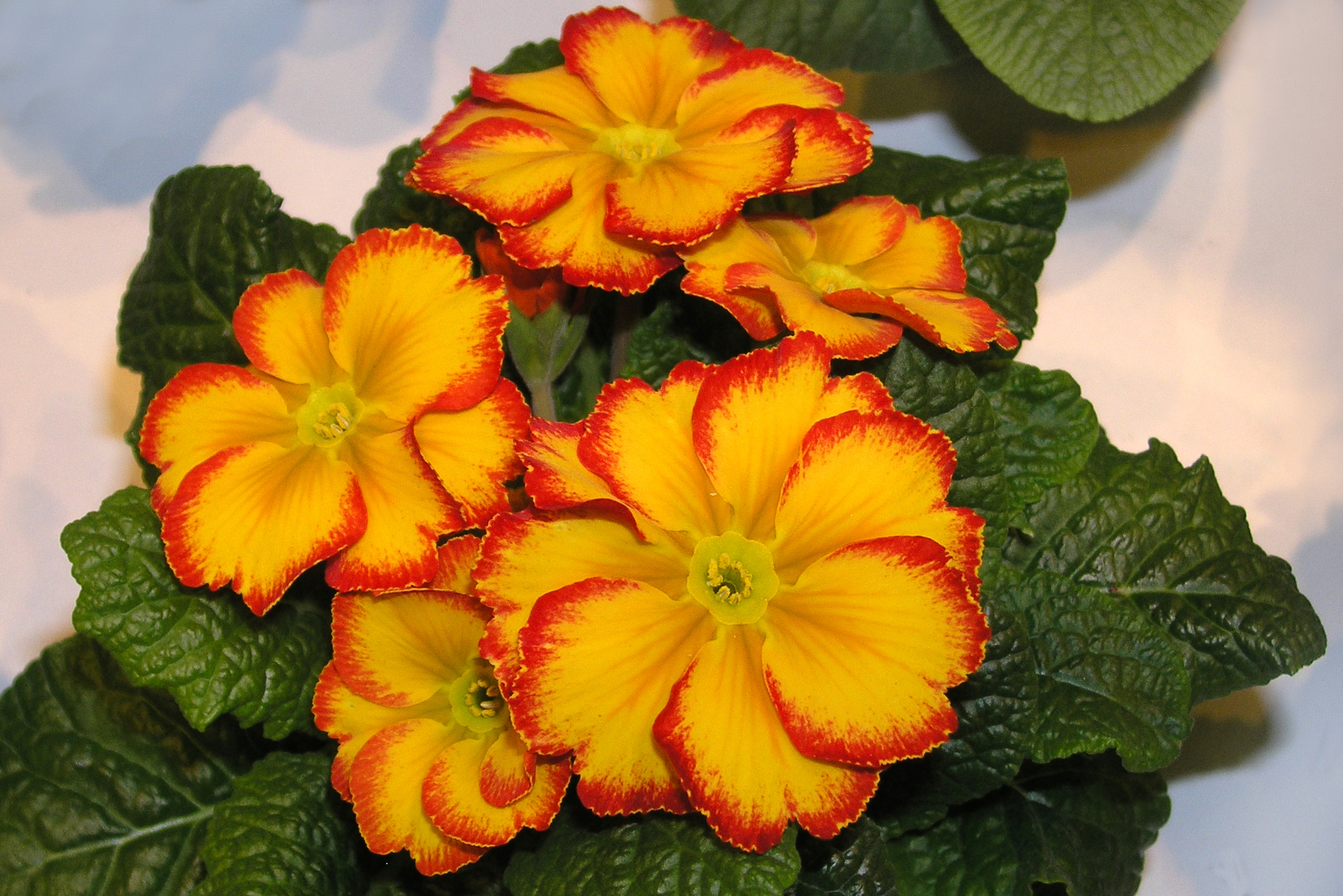 Primula HD Wallpaper