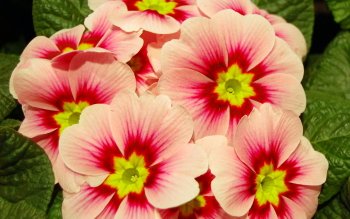 Dark Red Primula Flowers HD Wallpaper | Background Image | 2560x1462 ...