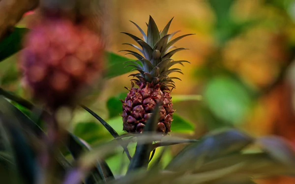 [80+] Pineapple Wallpapers