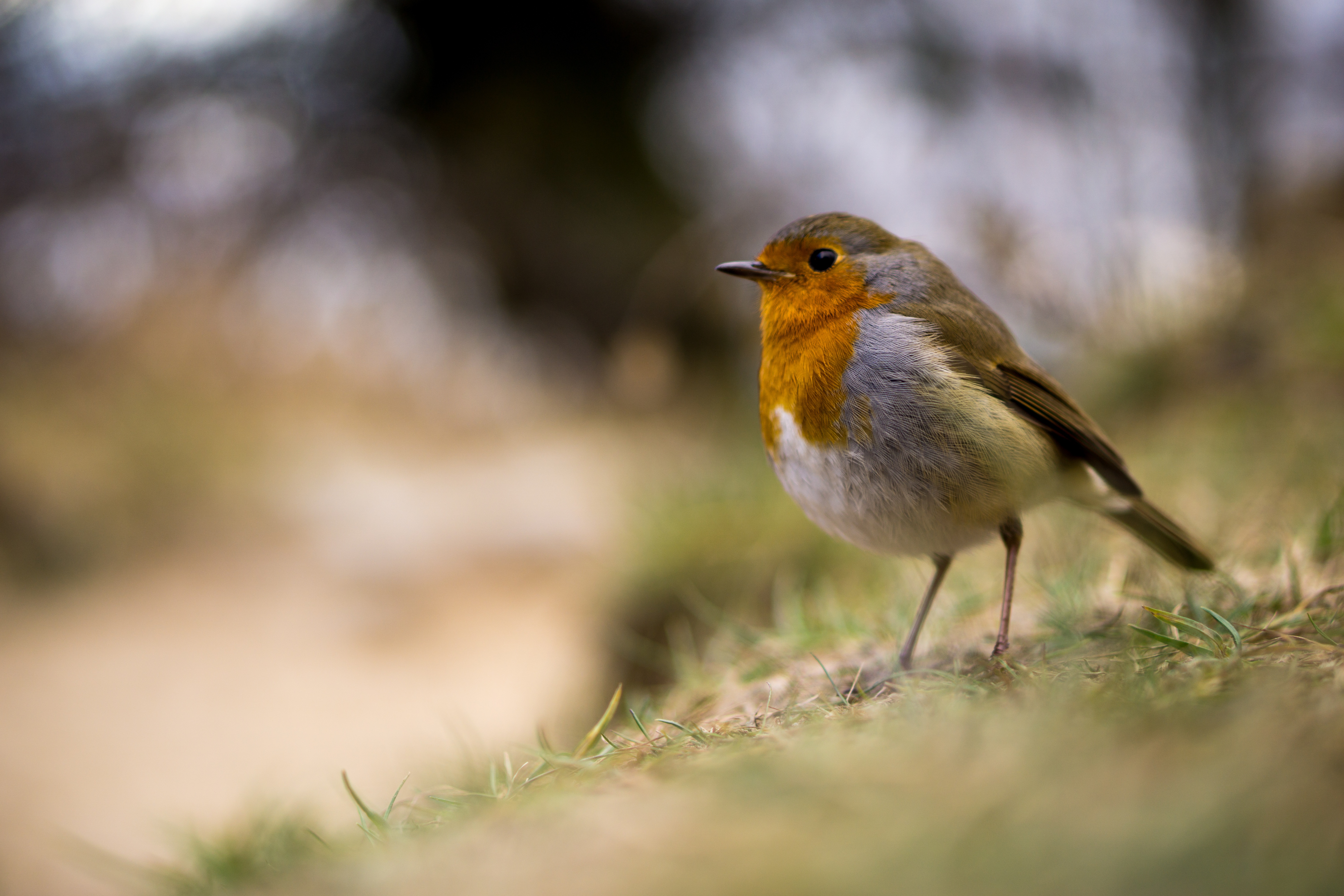 Download Blur Bird Animal Robin 4k Ultra HD Wallpaper by bnewton_design