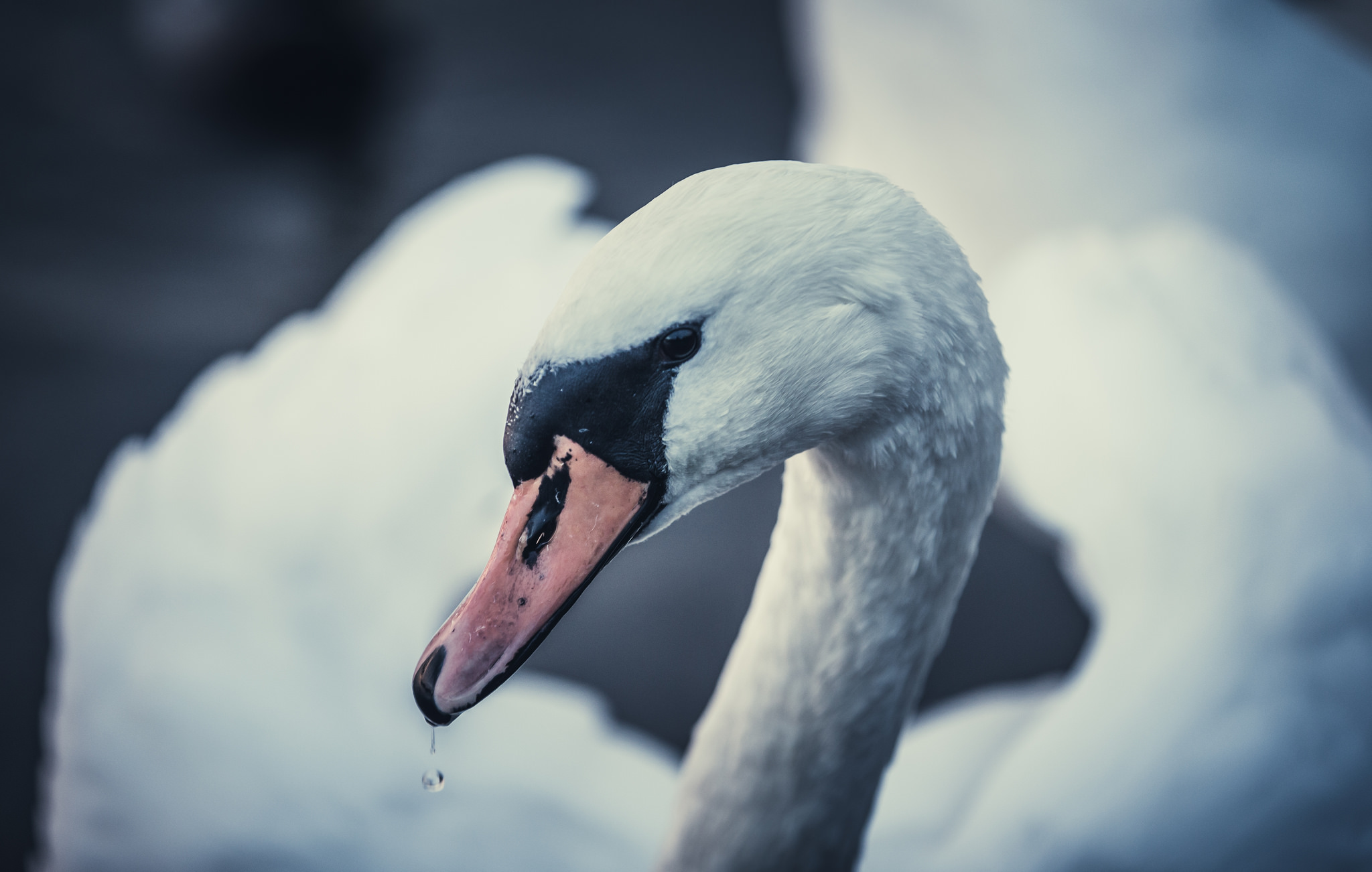 Download Bird Swan Animal Mute Swan HD Wallpaper by Mats Anda