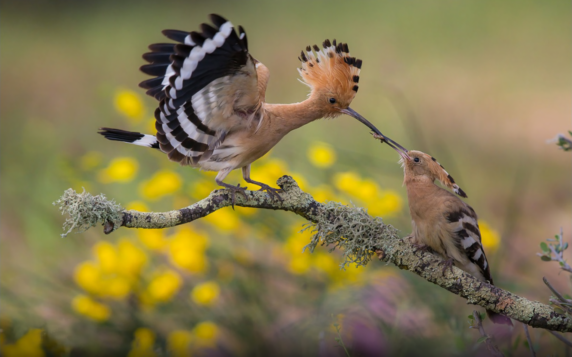 Majestic Hoopoe Birds in HD – Nature’s Striking Feathered Duo Wallpaper
