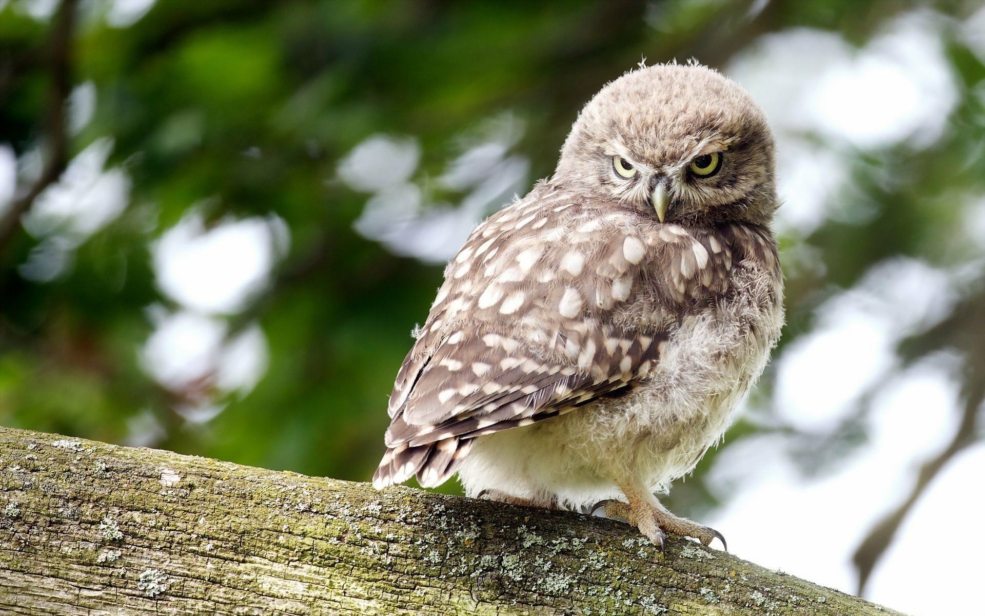 Perched Little Owl — HD Animal Wallpaper | 1920x1200 | Wallpaper Abyss