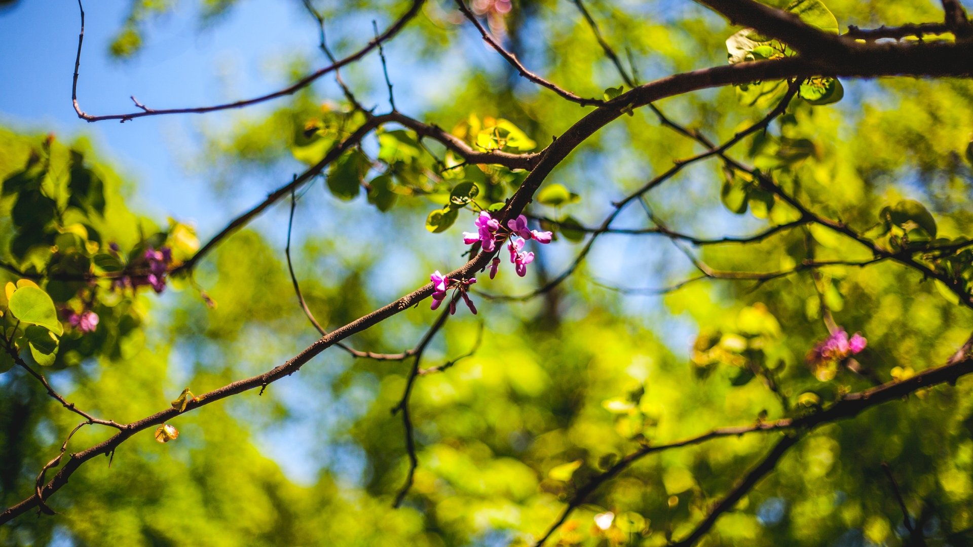 Vibrant Green Blossoms on Branch | HD Nature Wallpaper by JasminZejnic