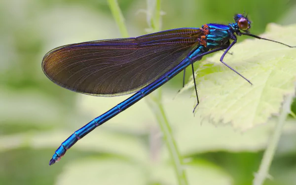 [30+] Dragonfly 4k Wallpapers