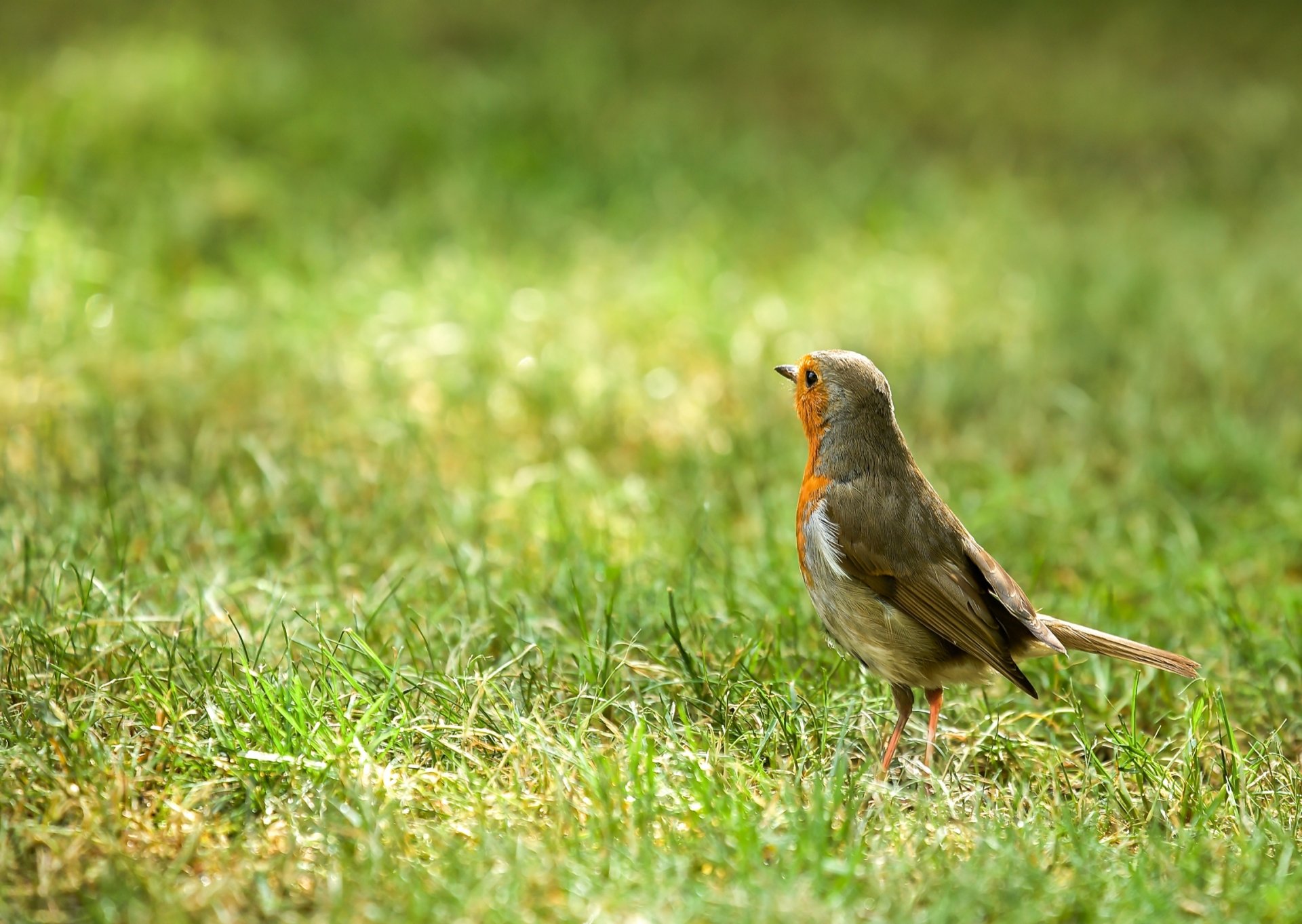 Download Grass Bird Animal Robin HD Wallpaper by Paula Watts