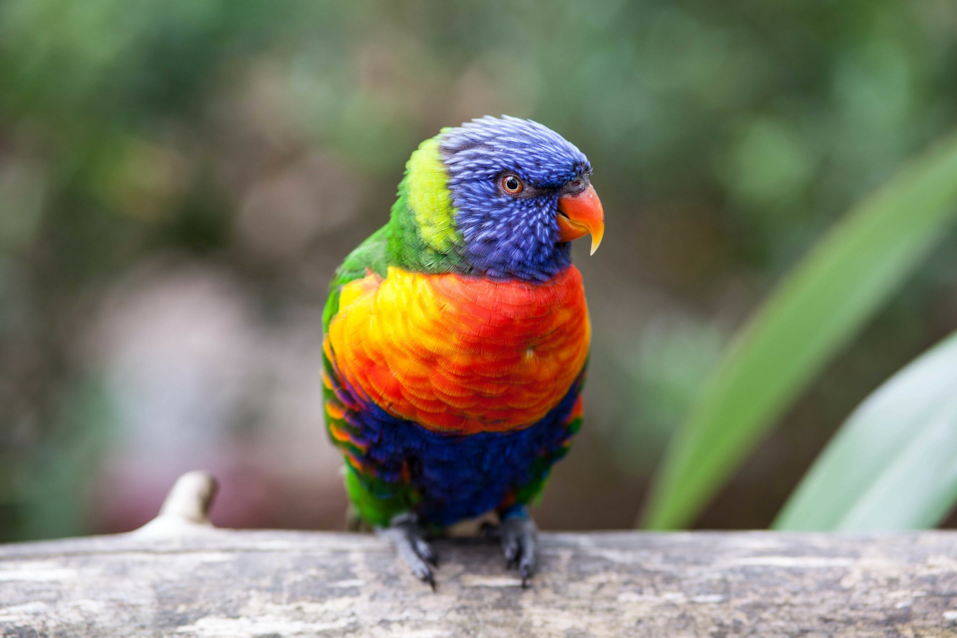 Birds Colorful Parrot Rainbow