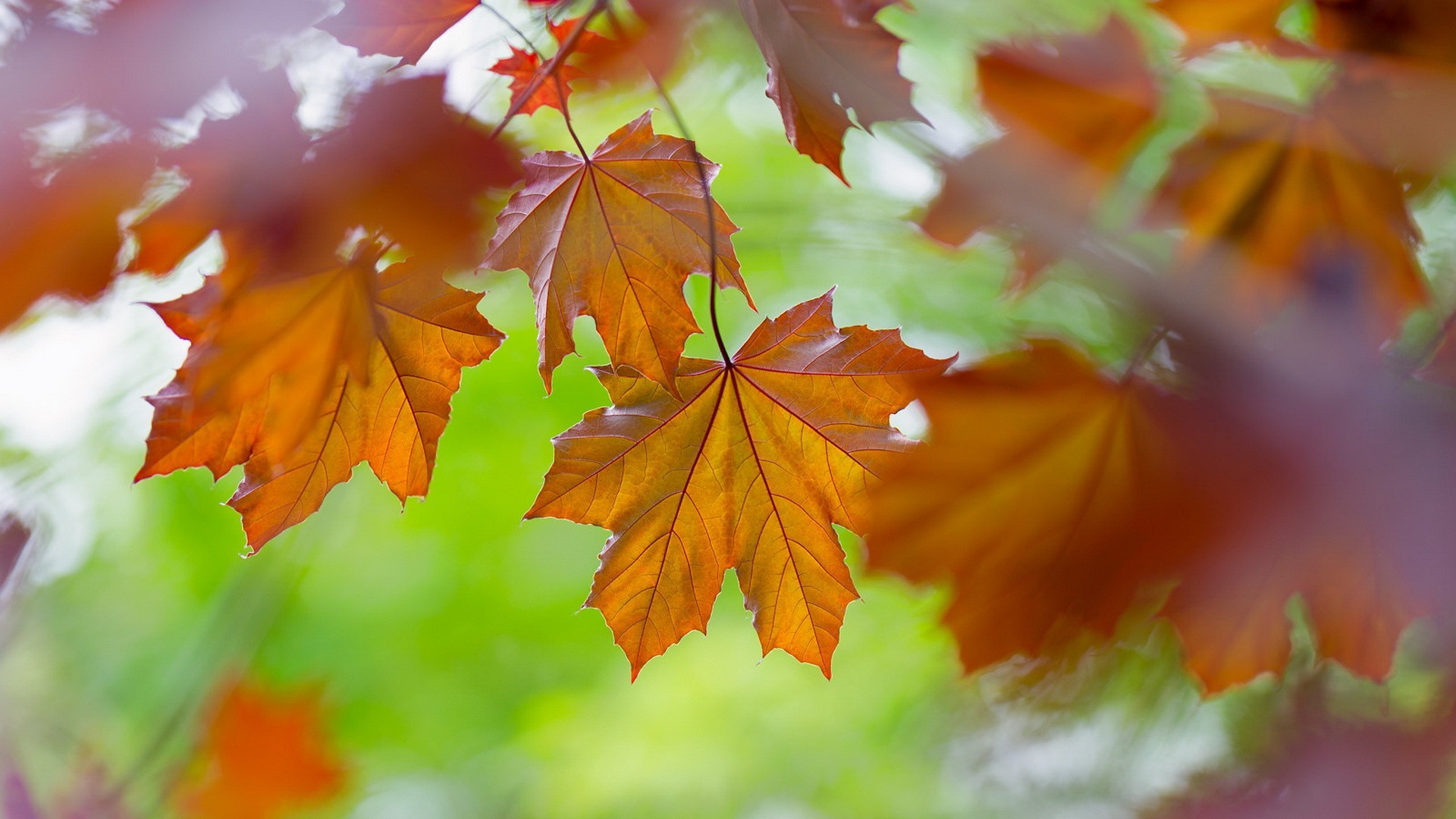 Download Macro Fall Maple Leaf Nature Leaf HD Wallpaper