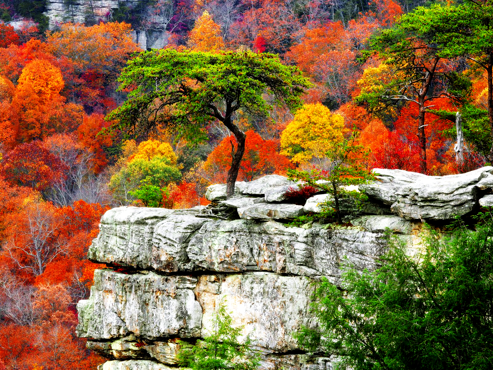 Vibrant Forest Fall: A Stunning HD Wallpaper