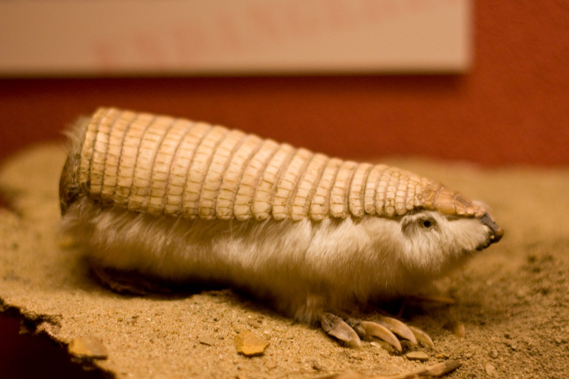 Download Animal Armadillo HD Wallpaper