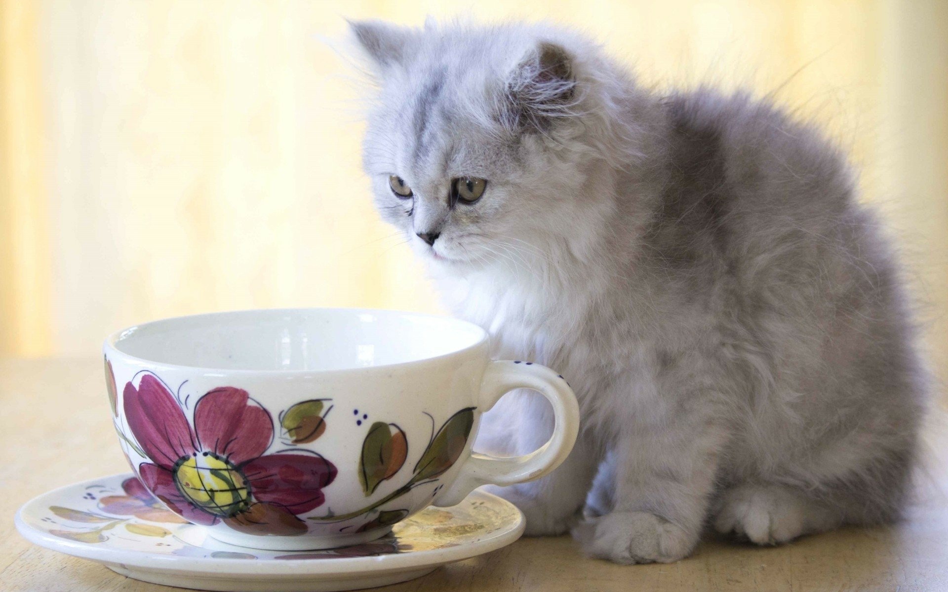 Adorable Kitten Curled Up Beside a Floral Cup – HD Animal Wallpaper ...