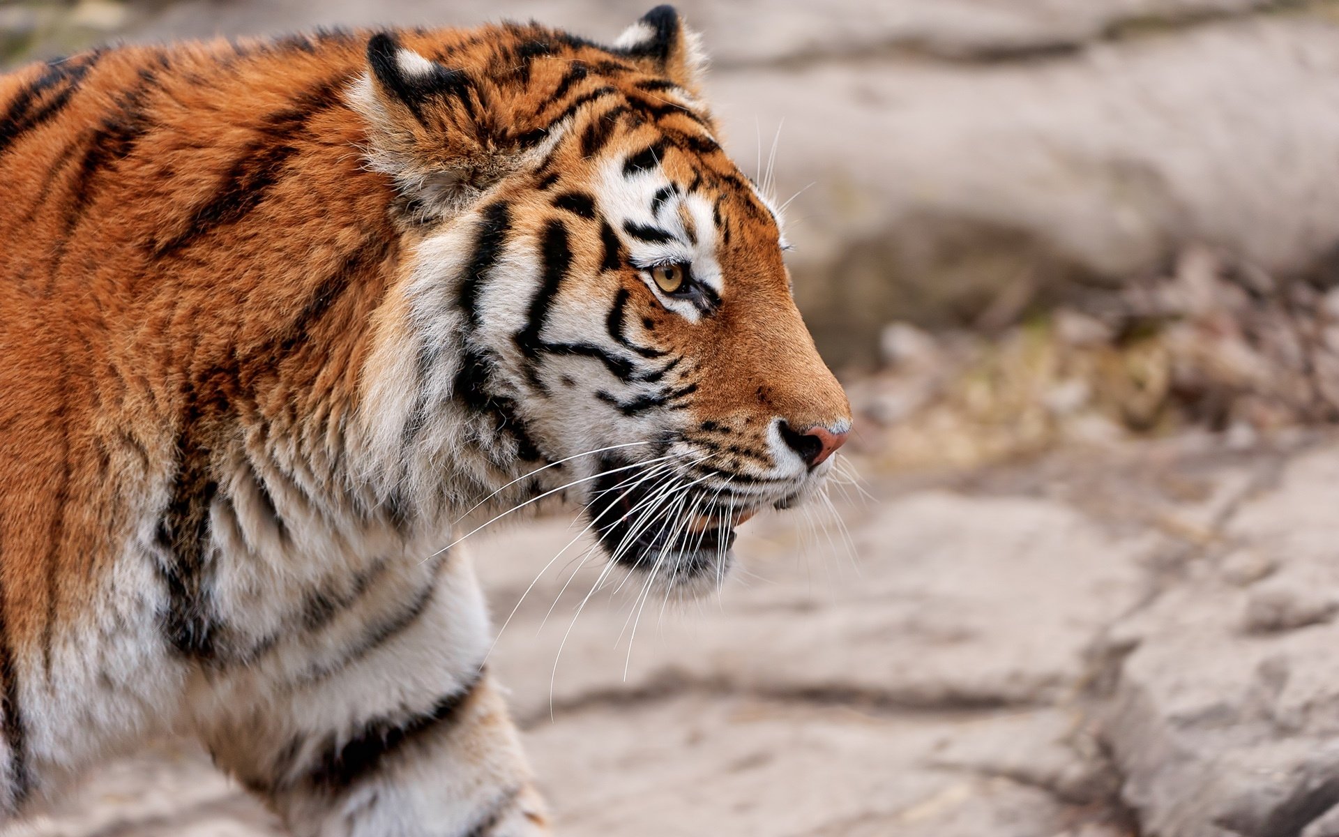 Majestic Tiger in Focus – Stunning HD Animal Wallpaper | 1920x1200 ...