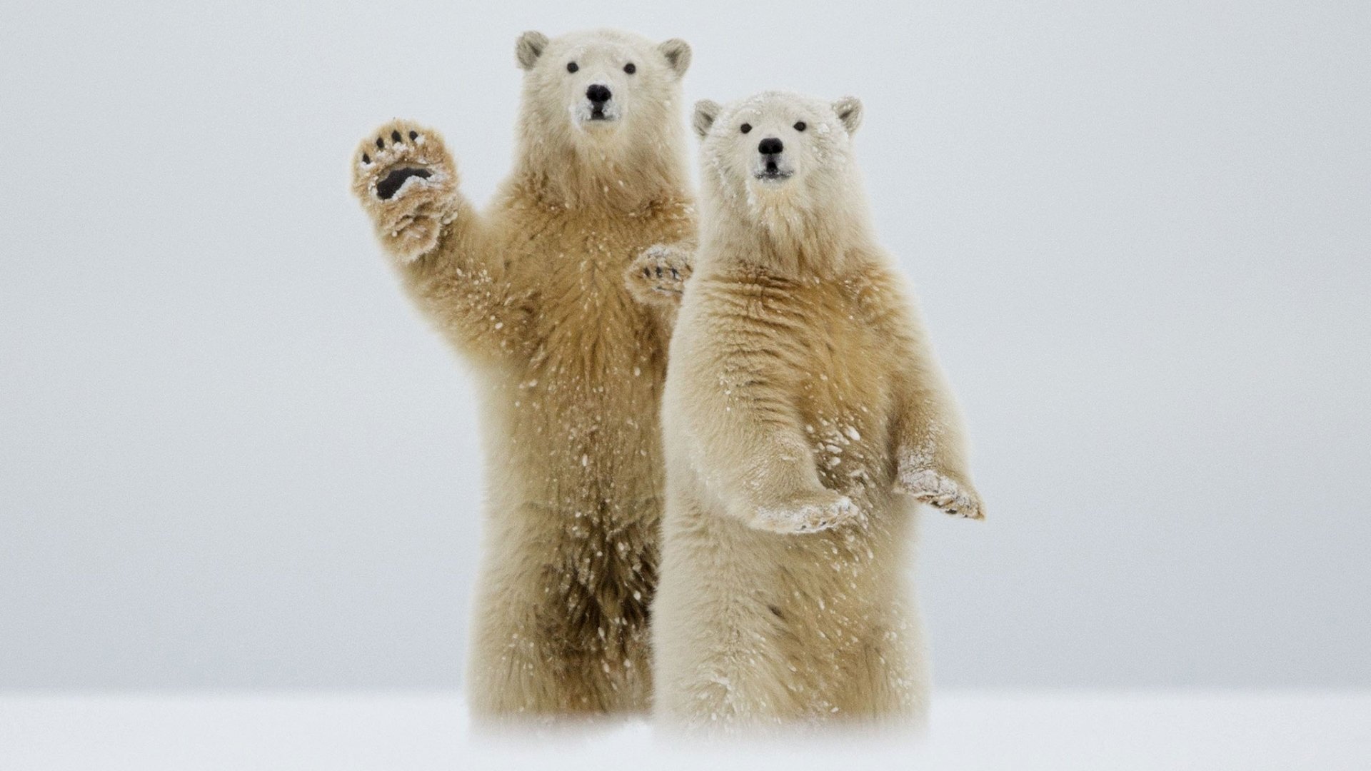Majestic Polar Bears in Snow – Stunning HD Animal Wallpaper | 1920x1080 ...