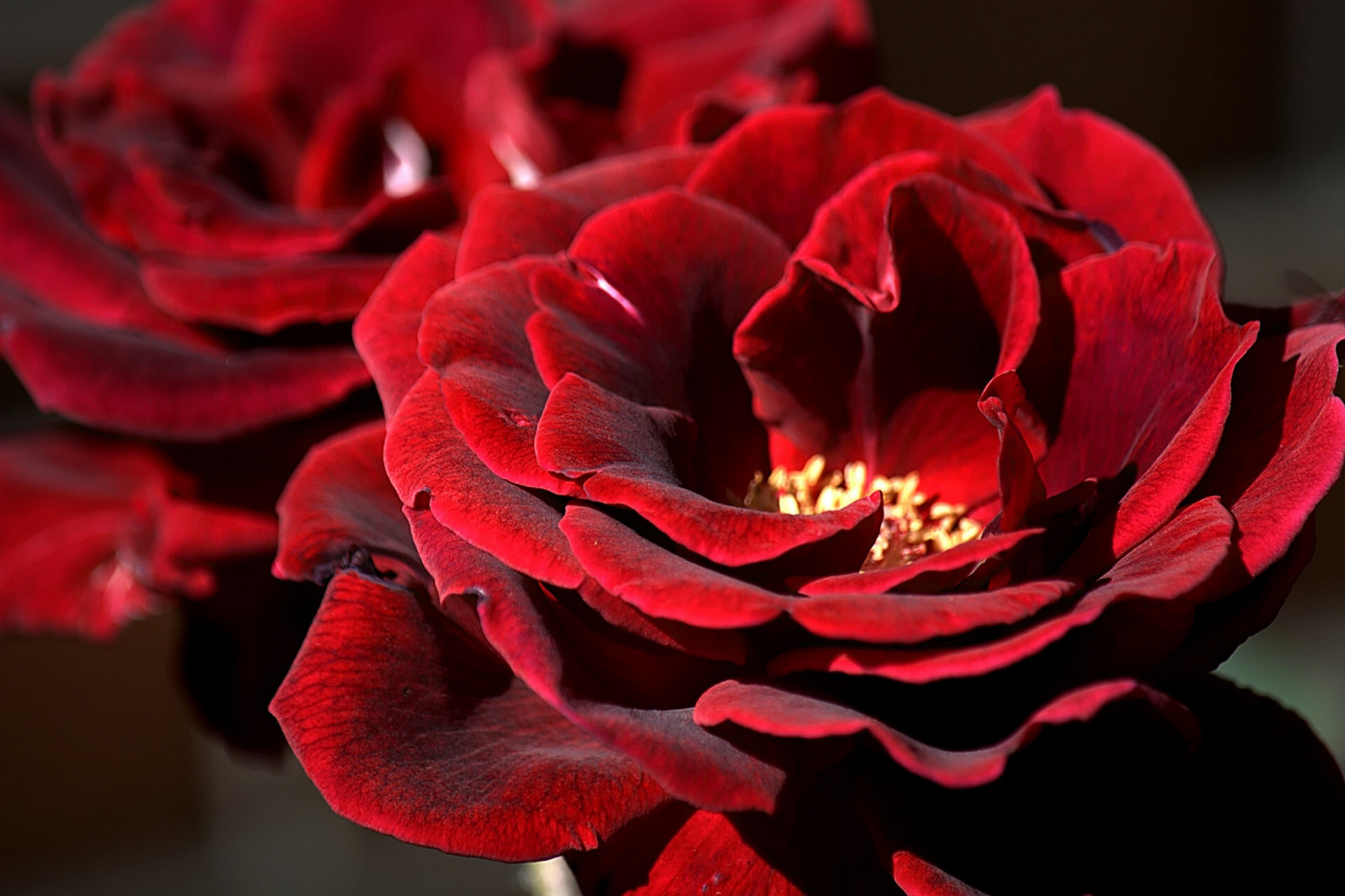 Download Nature Close-up Red Flower Flower Rose HD Wallpaper