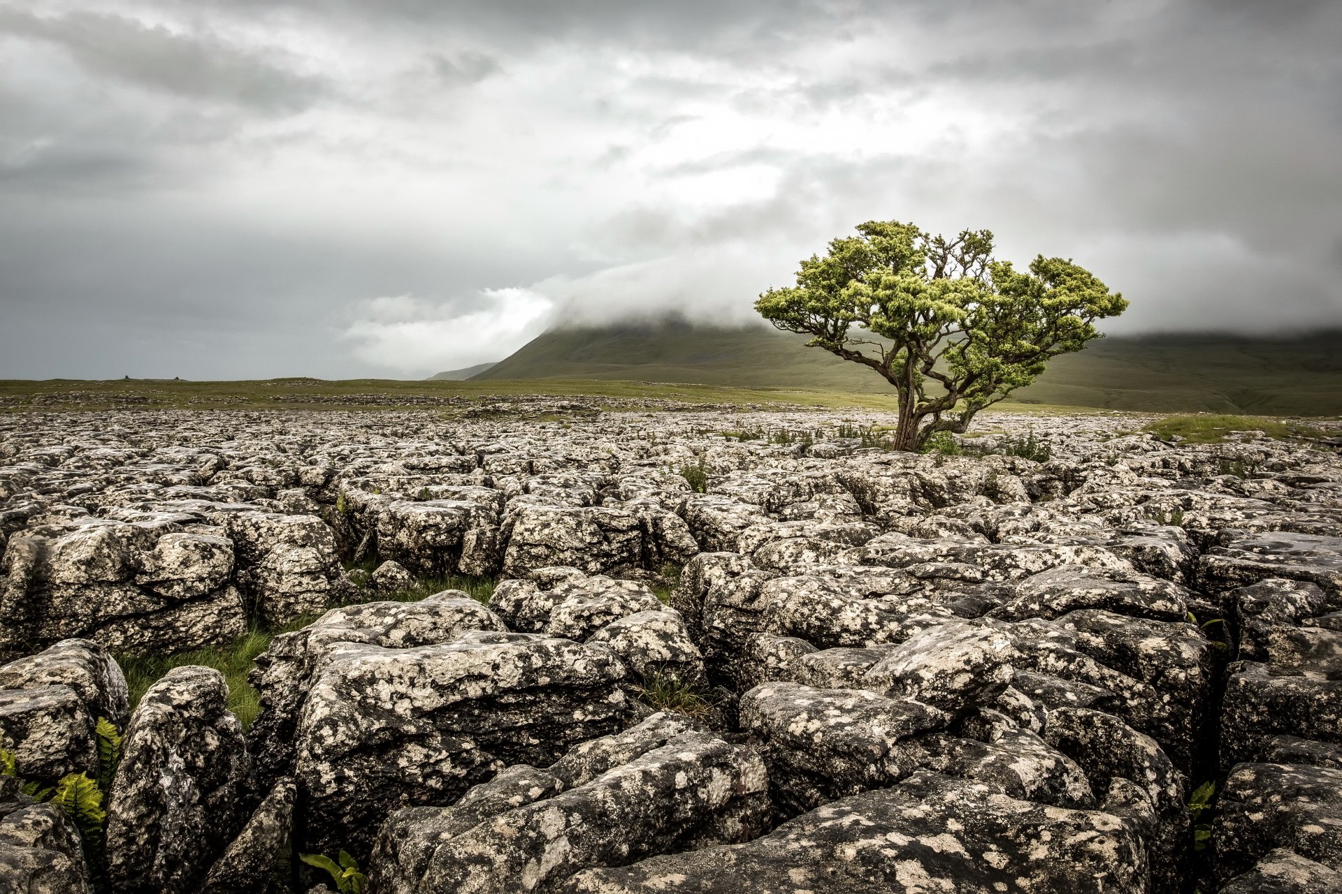 Download Nature Landscape Lonely Tree Tree 4k Ultra HD Wallpaper