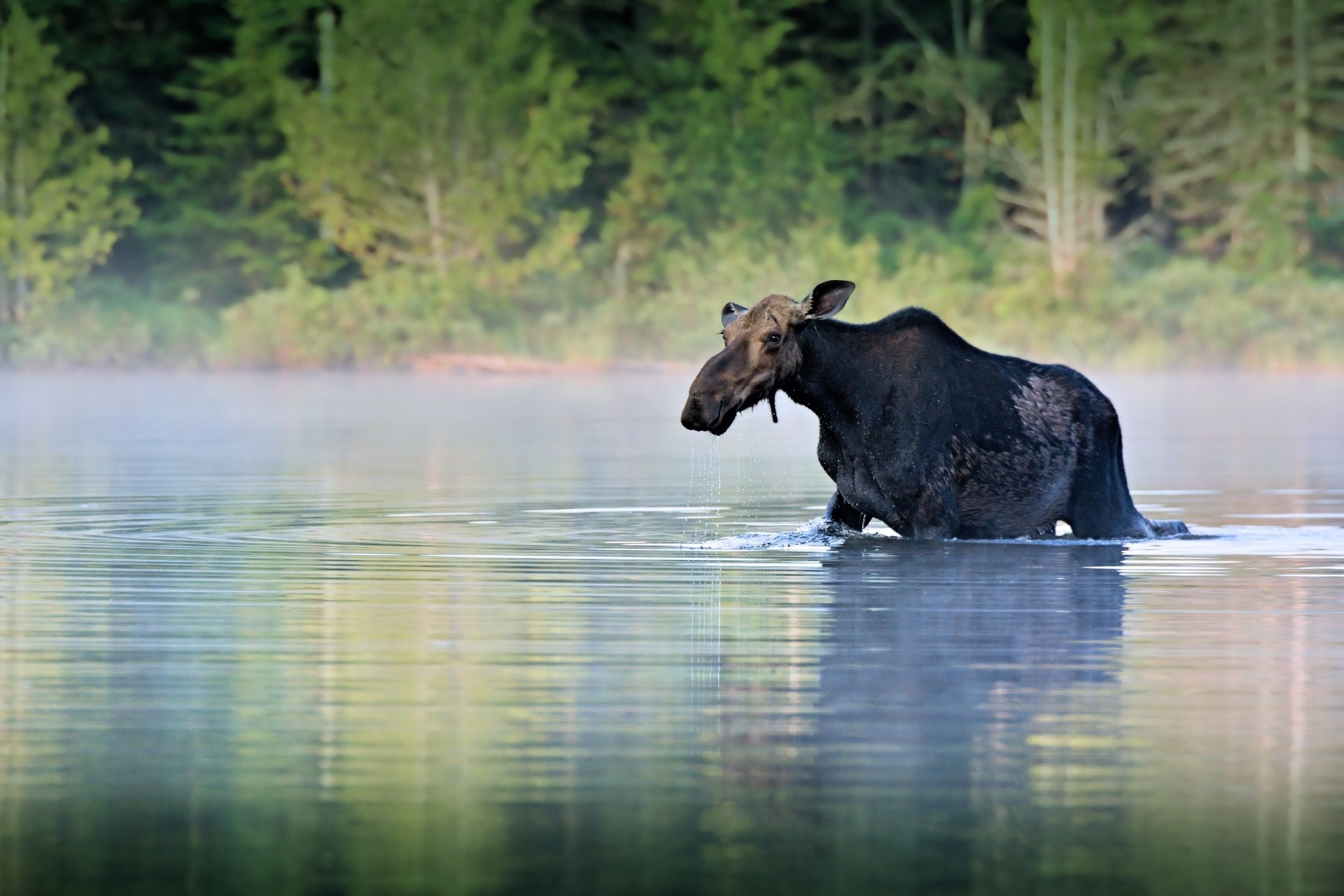 Download River Water Animal Moose HD Wallpaper | 3000x2000 | Wallpaper ...