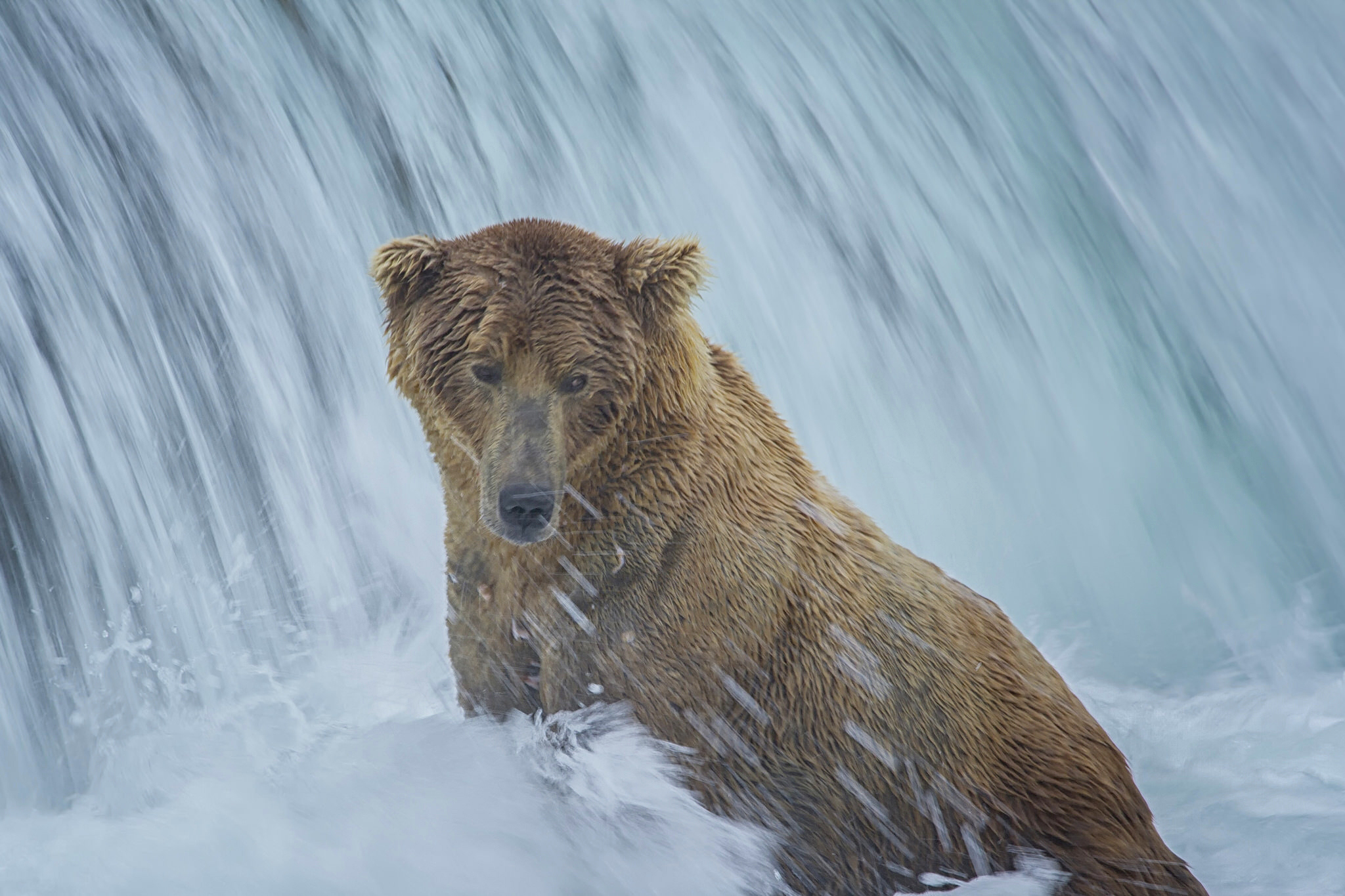 Download Waterfall Animal Bear HD Wallpaper