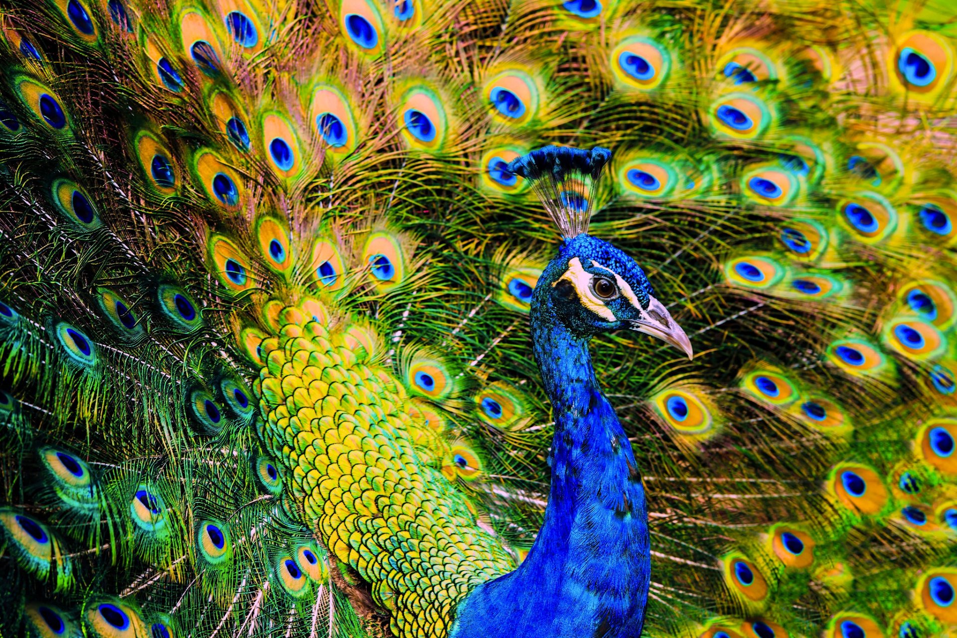 Majestic Peacock Feathers HD Wallpaper: Nature's Vibrant Animal Elegance