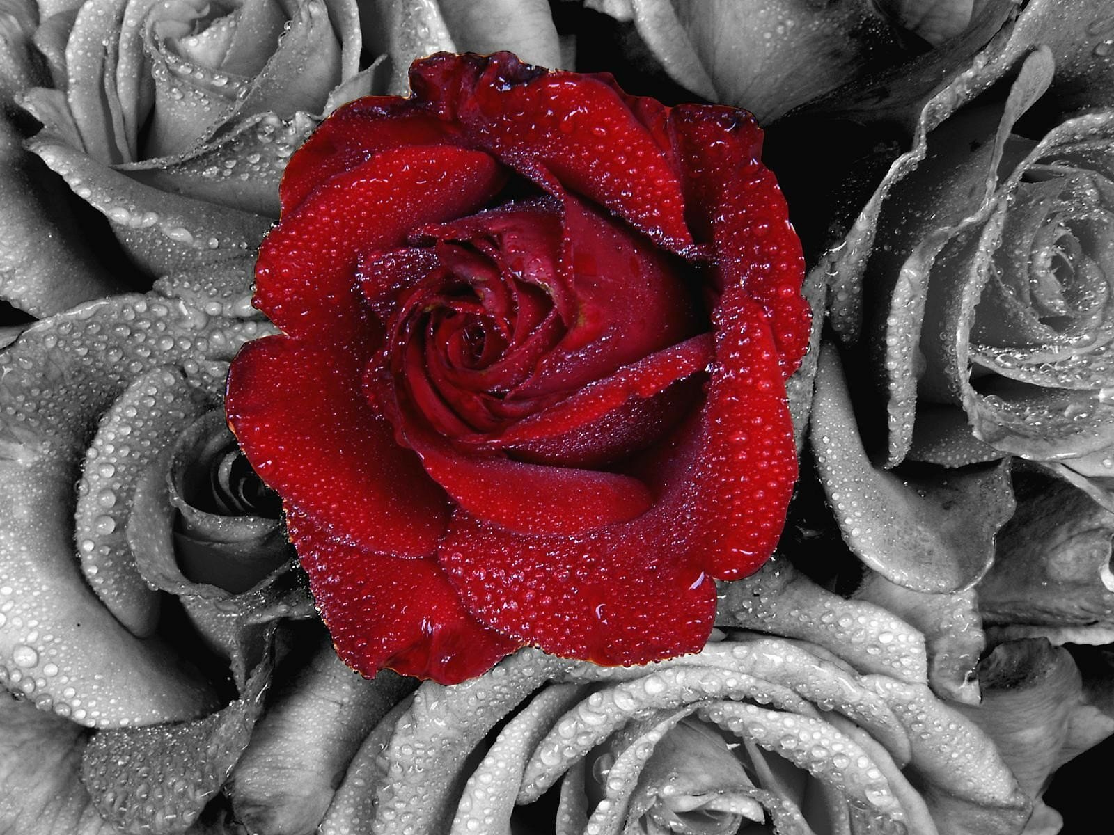 Download Selective Color Water Drop Red Rose Red Flower Flower Nature ...