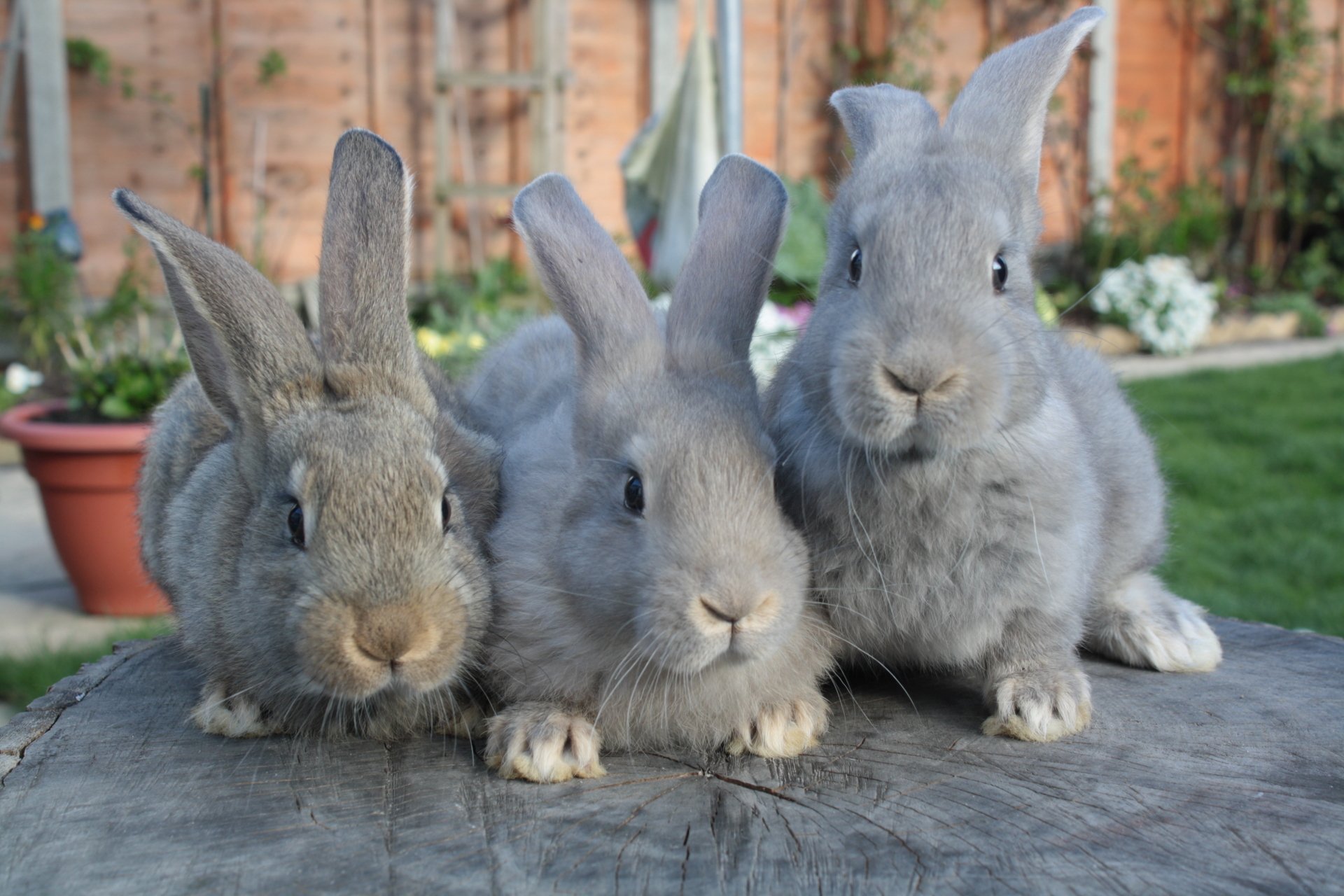 Charming Rabbits in Stunning 4K Ultra HD Wallpaper