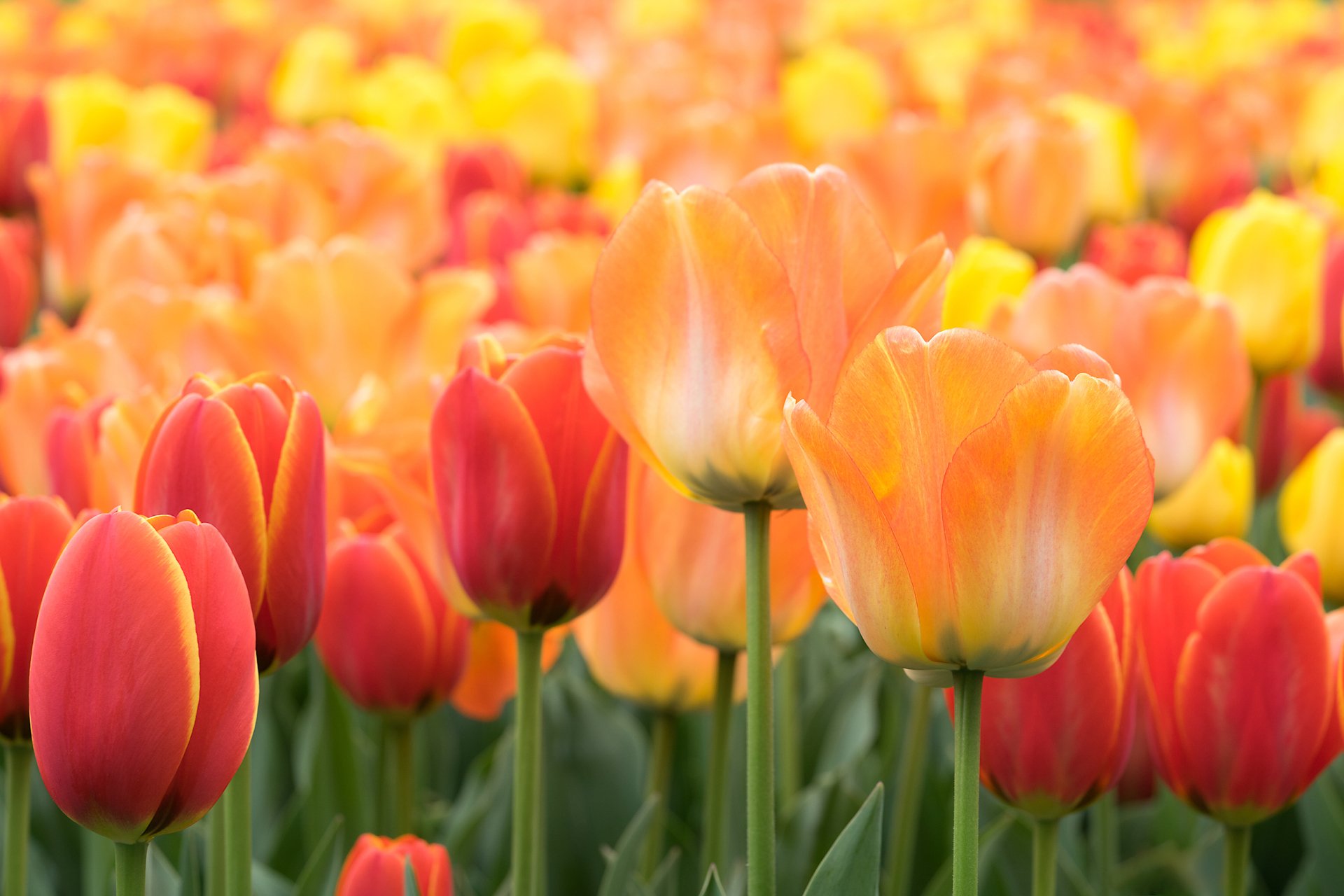 Radiant Red & Orange Tulip Meadow — HD Wallpaper