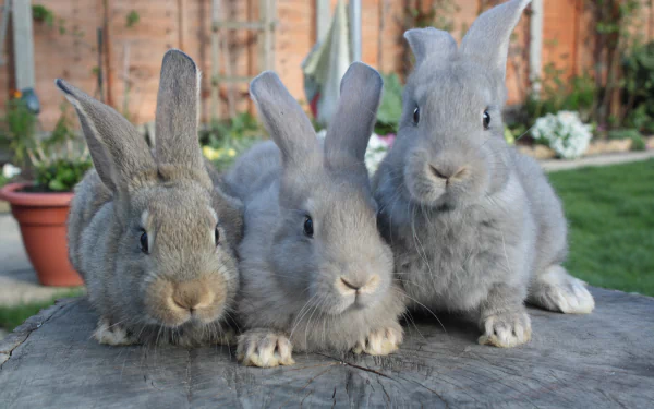 [70+] Rabbit 4k Wallpapers