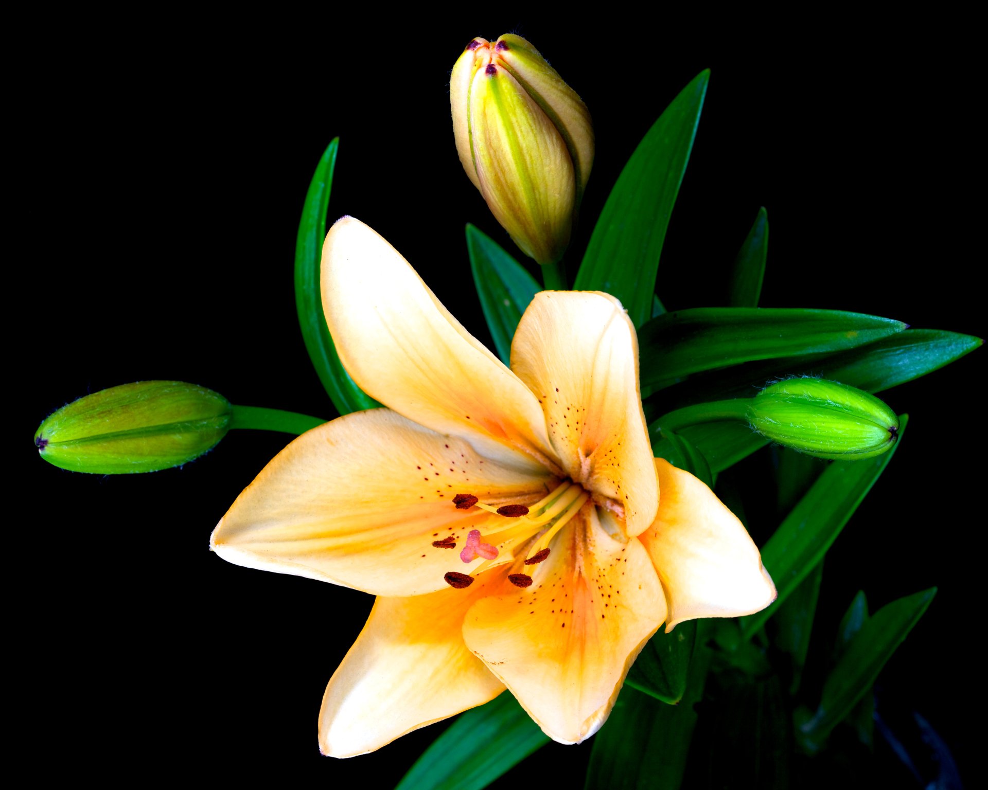 Download Close-up Flower Nature Lily HD Wallpaper