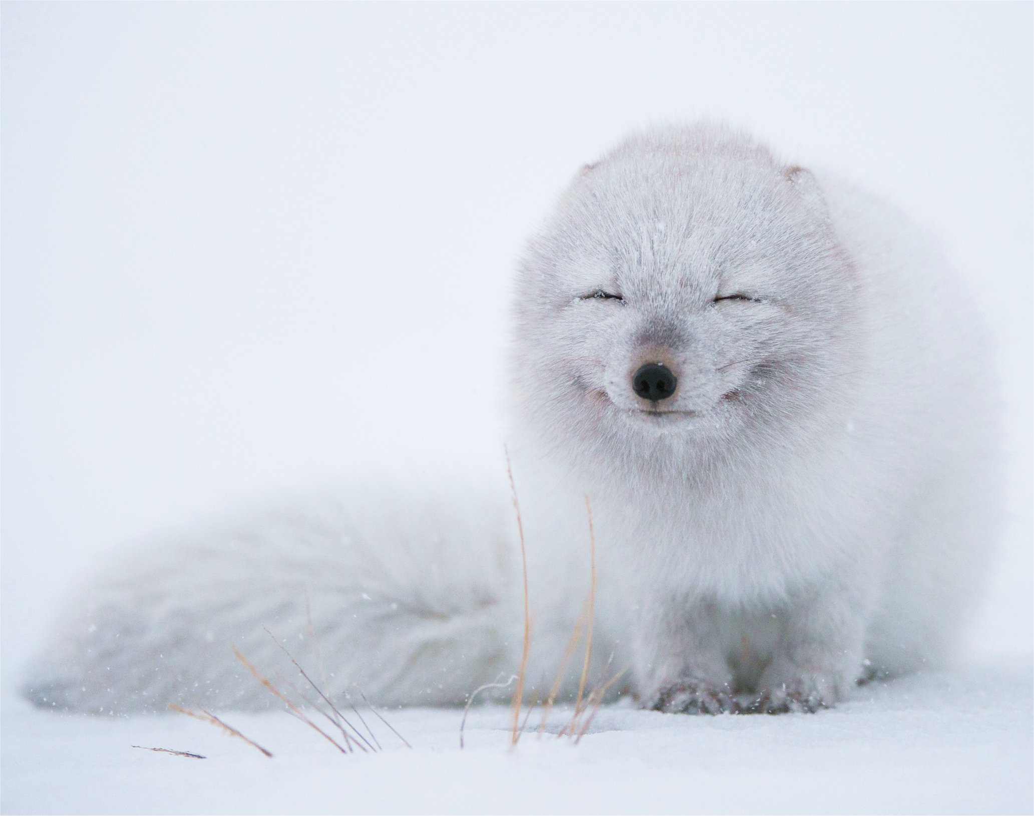 Download Animal Arctic Fox HD Wallpaper