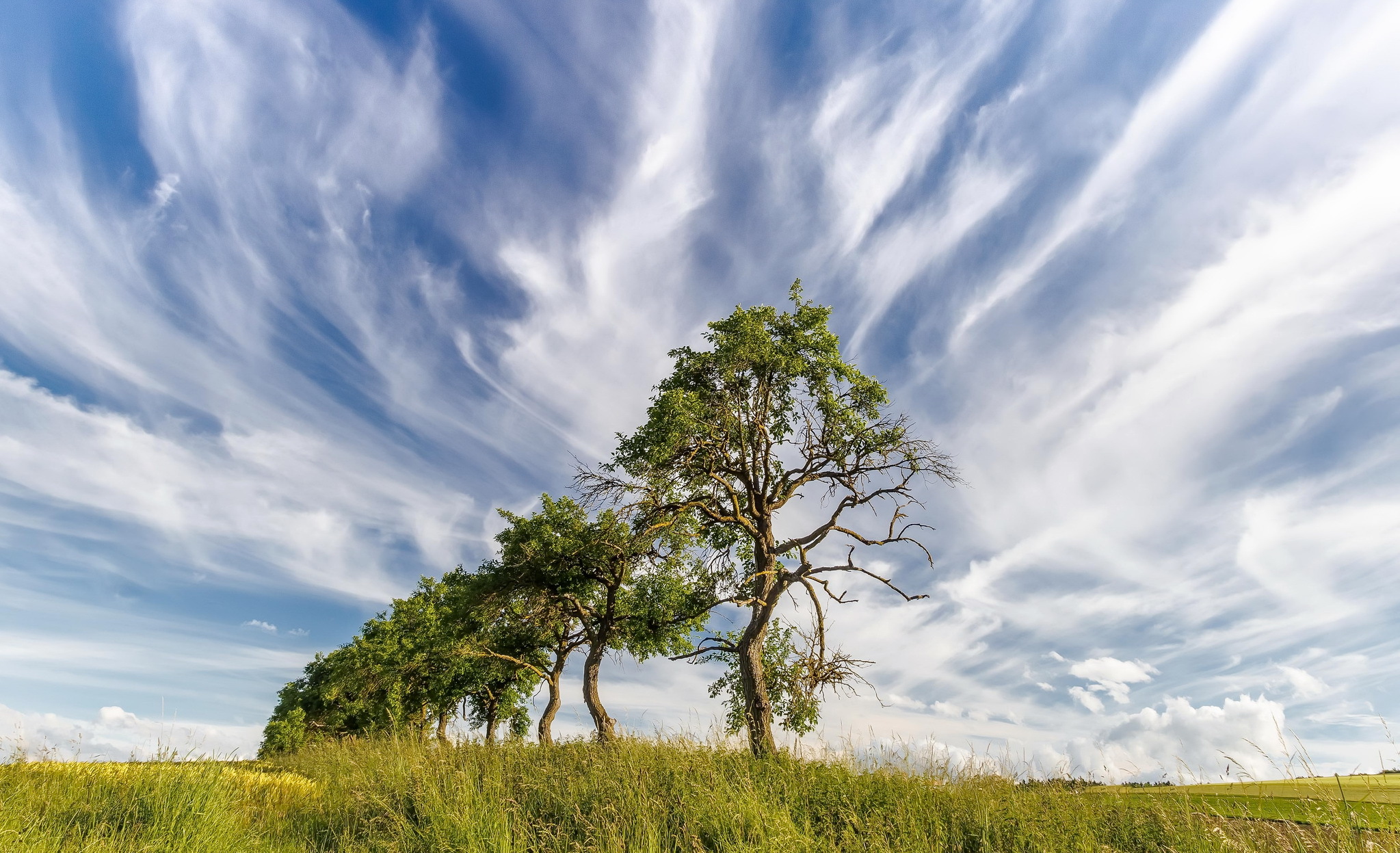 Download Tree-lined Nature Cloud Sky Tree HD Wallpaper