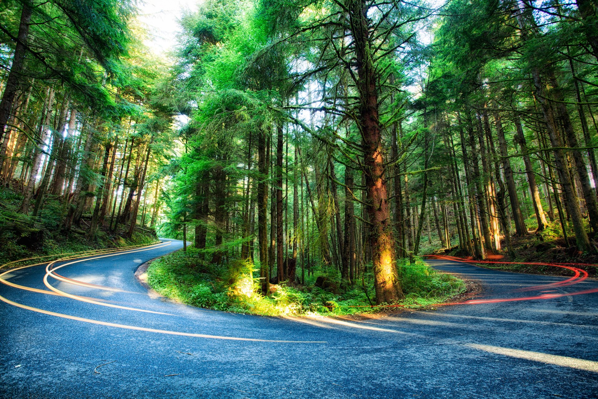 Forest Light Trails — Time-Lapse Man-Made Road (HD Wallpaper) by ...