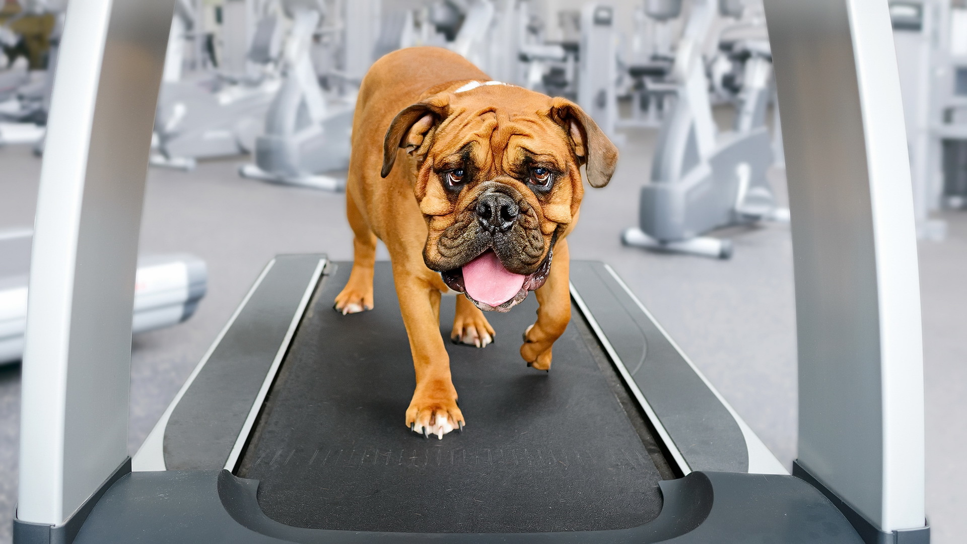 Energetic English Bulldog Workout HD Wallpaper