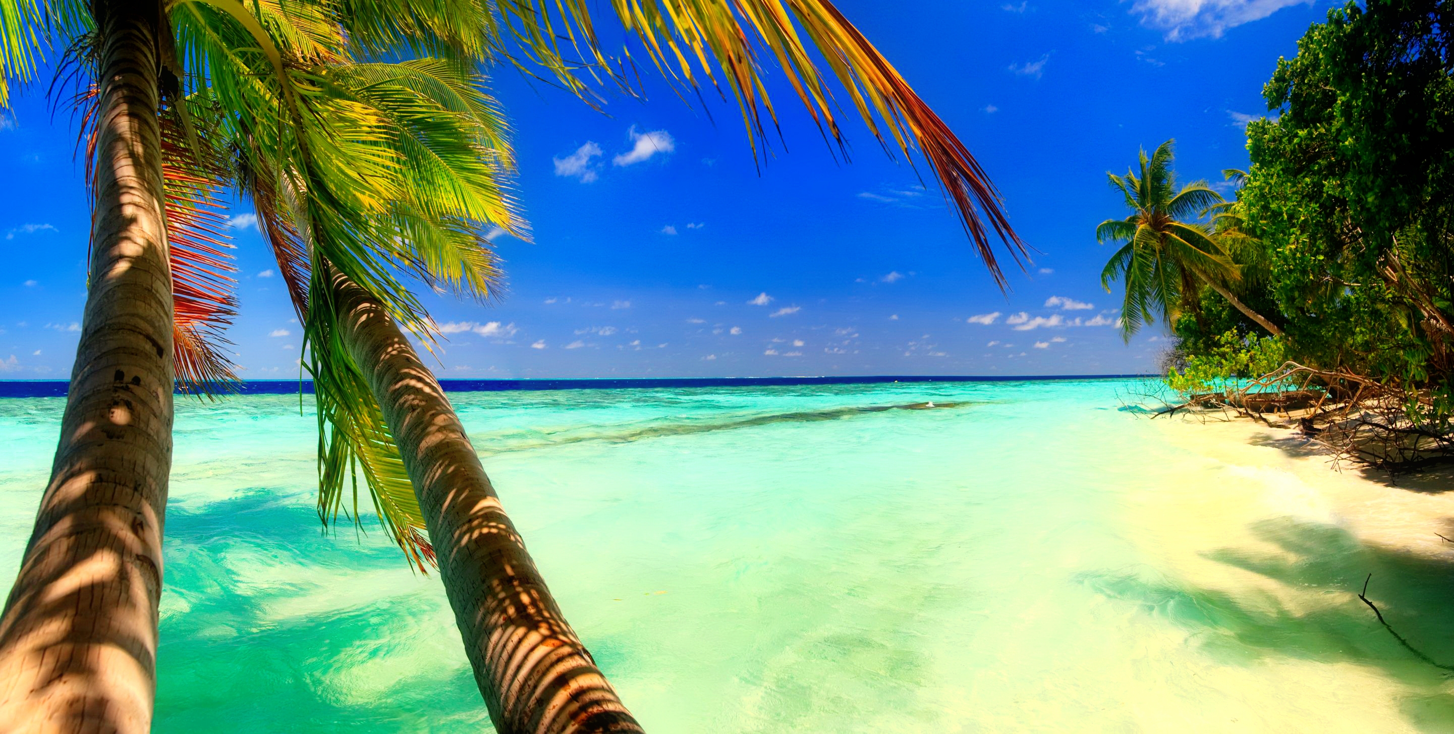 Download Palm Tree Horizon Tropical Nature Beach HD Wallpaper