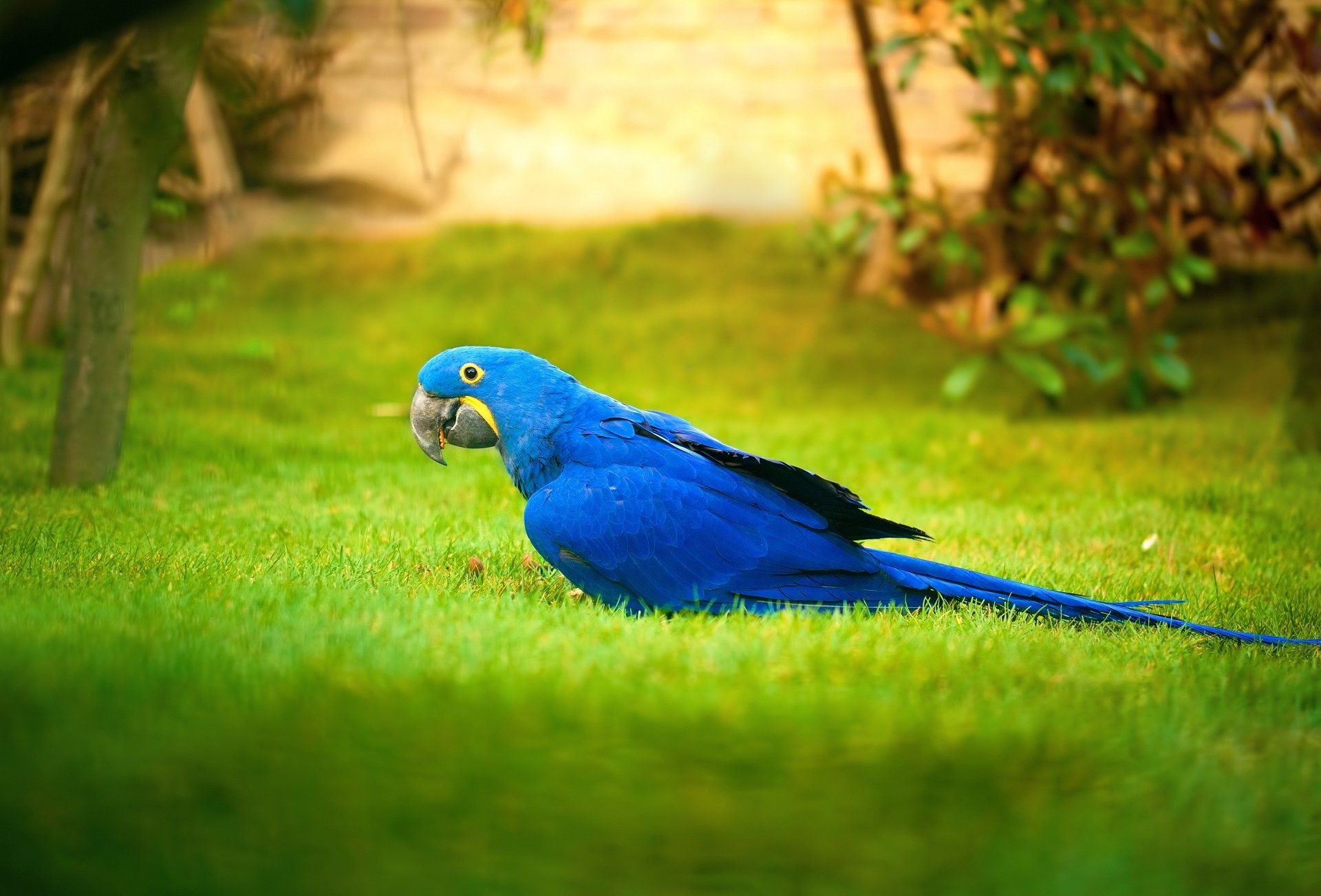 Stunning HD Wallpaper of a Hyacinth Macaw Parrot