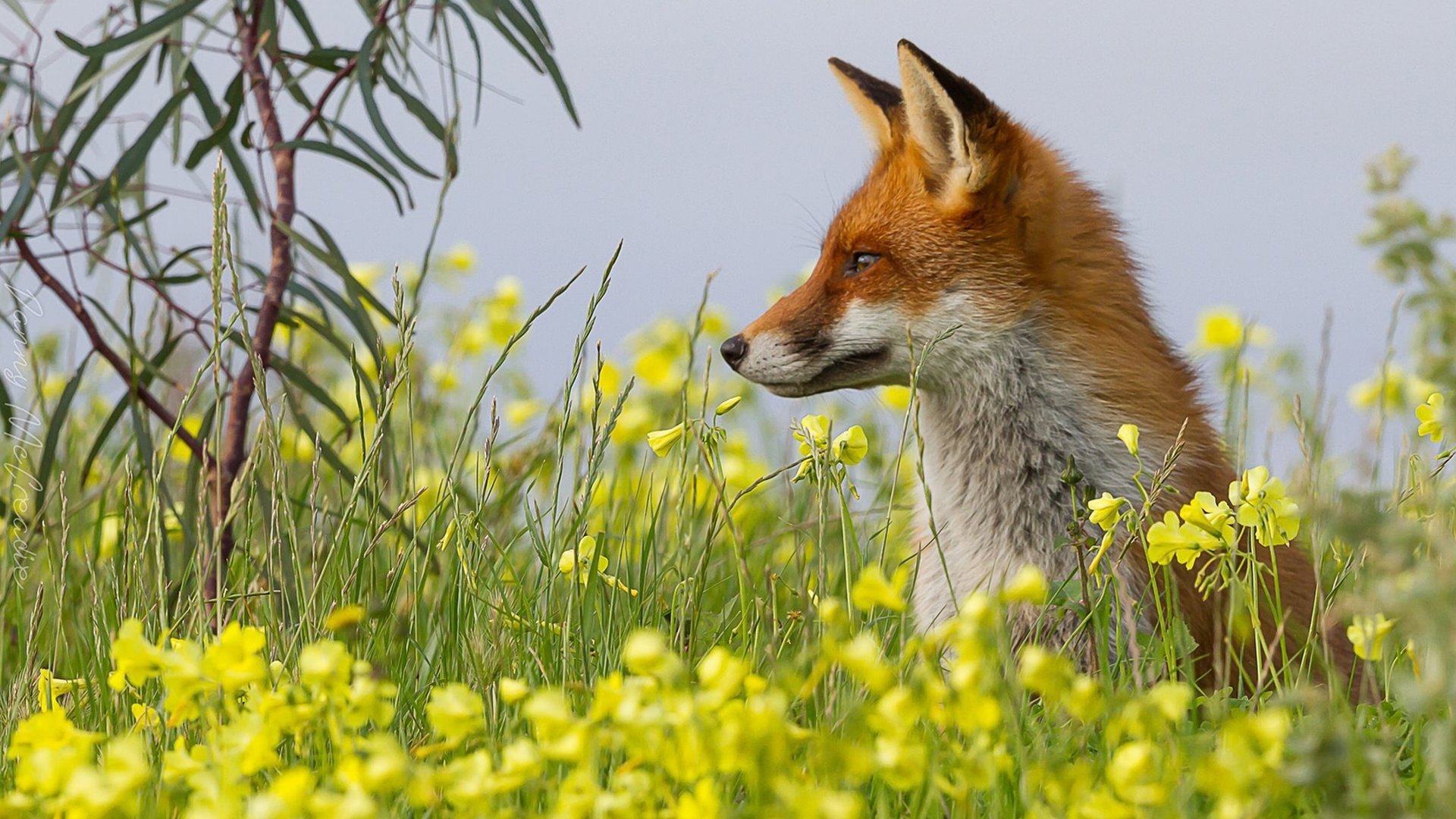 Fox Among Blossoms: Stunning HD Nature Wallpaper