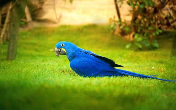 Download Animal Hyacinth Macaw HD Wallpaper