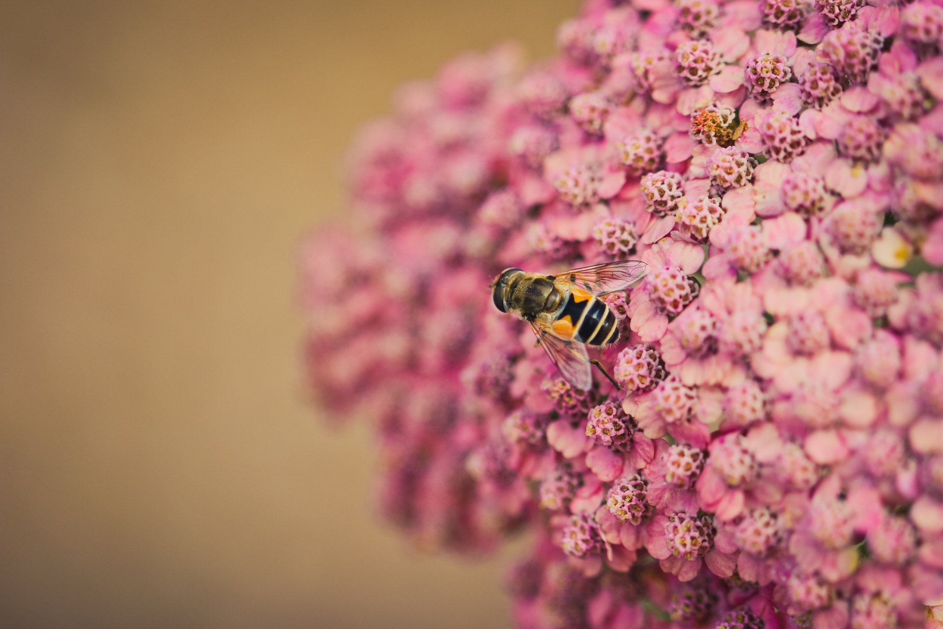 Download Pink Flower Flower Blur Macro Insect Animal Bee 4k Ultra HD ...