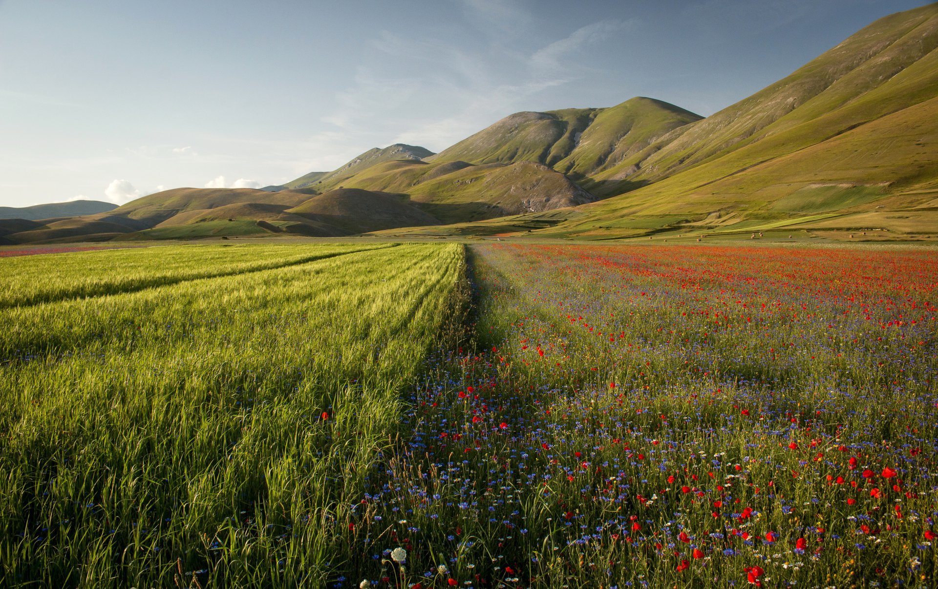 Download Mountain Summer Poppy Red Flower Flower Landscape Nature Field ...