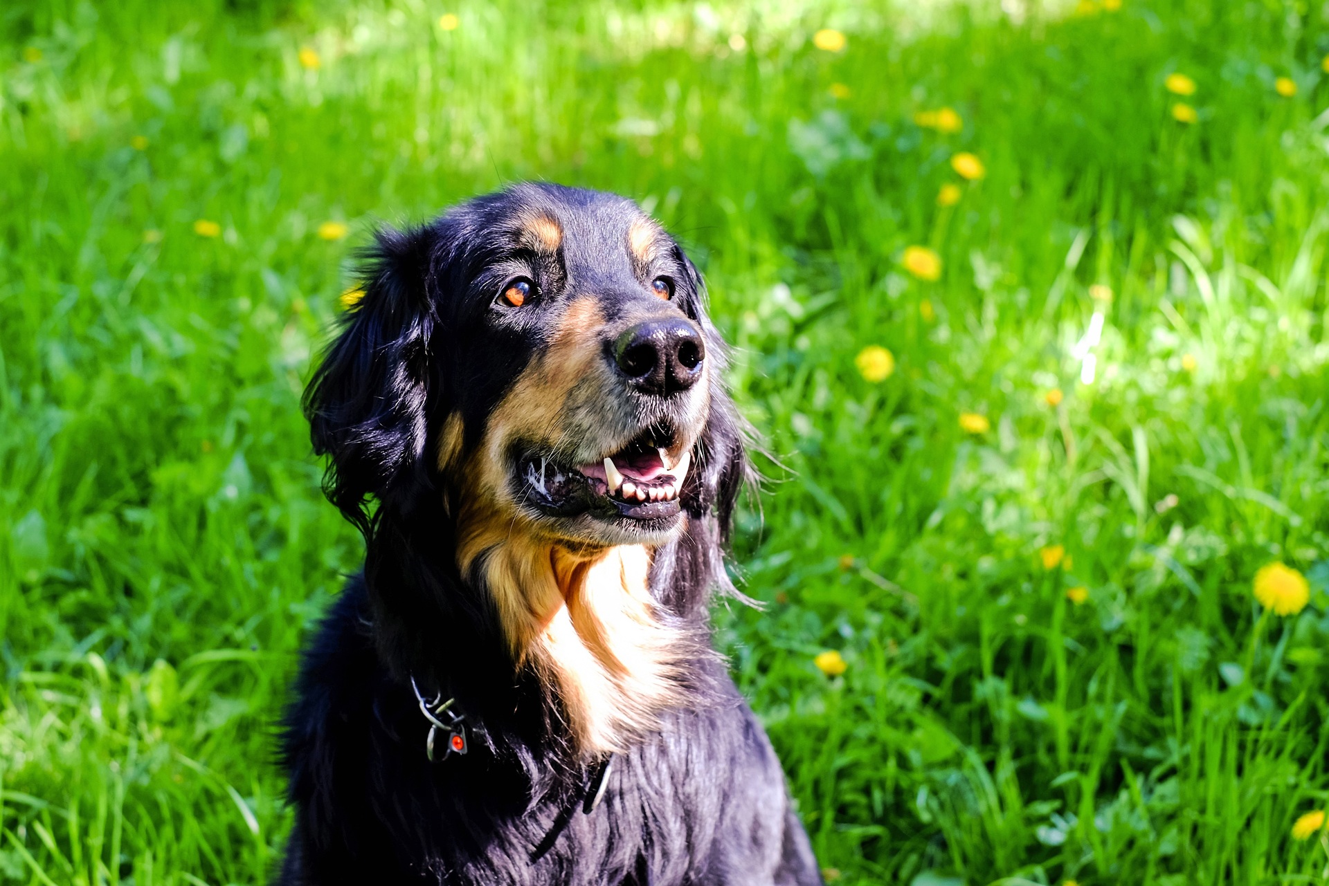 Download Portrait Muzzle Dog Animal Hovawart HD Wallpaper